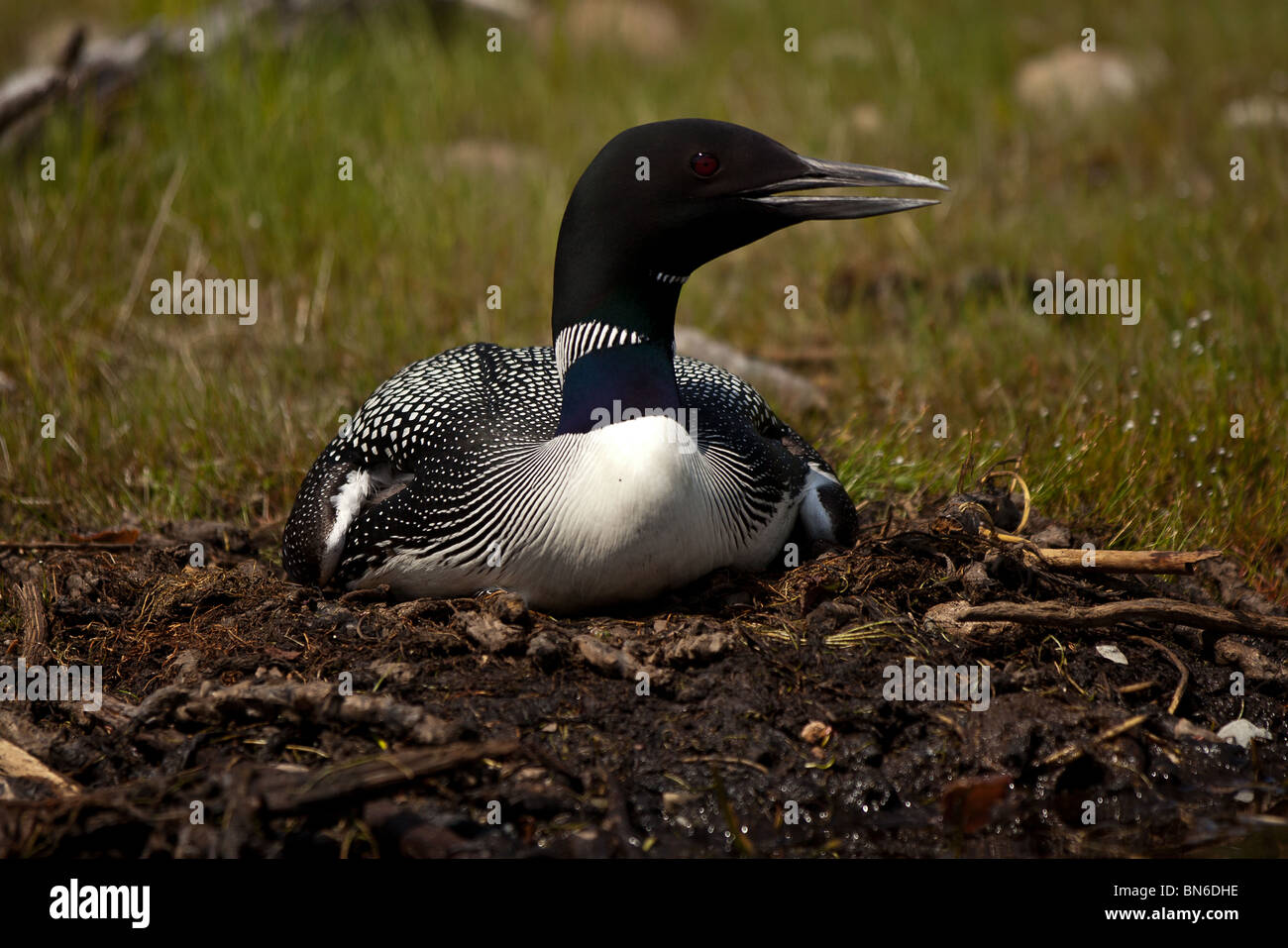 Loon species hi-res stock photography and images - Alamy