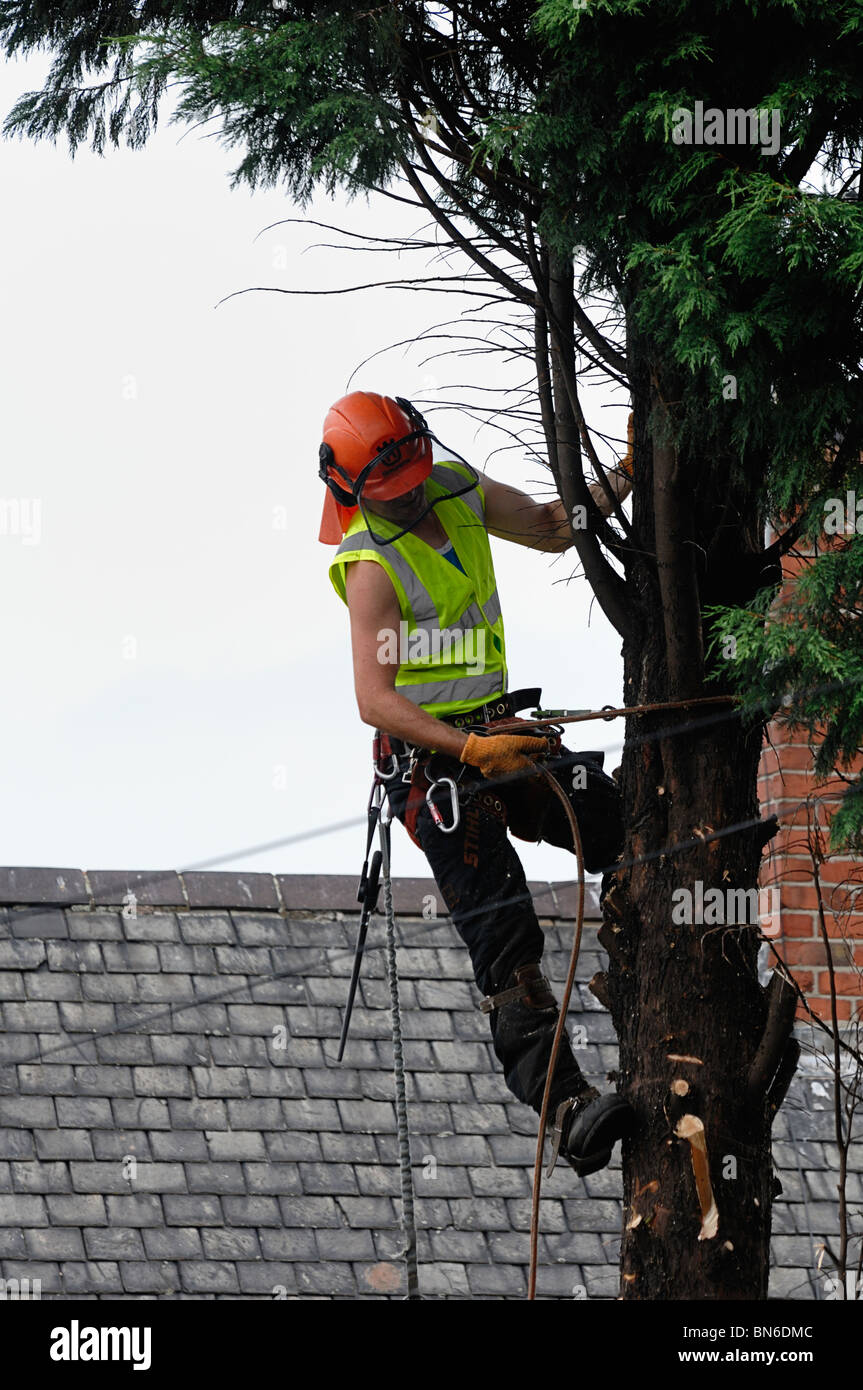 Tree surgeon climbing huge leyland cypress in urban garden, with safety ...
