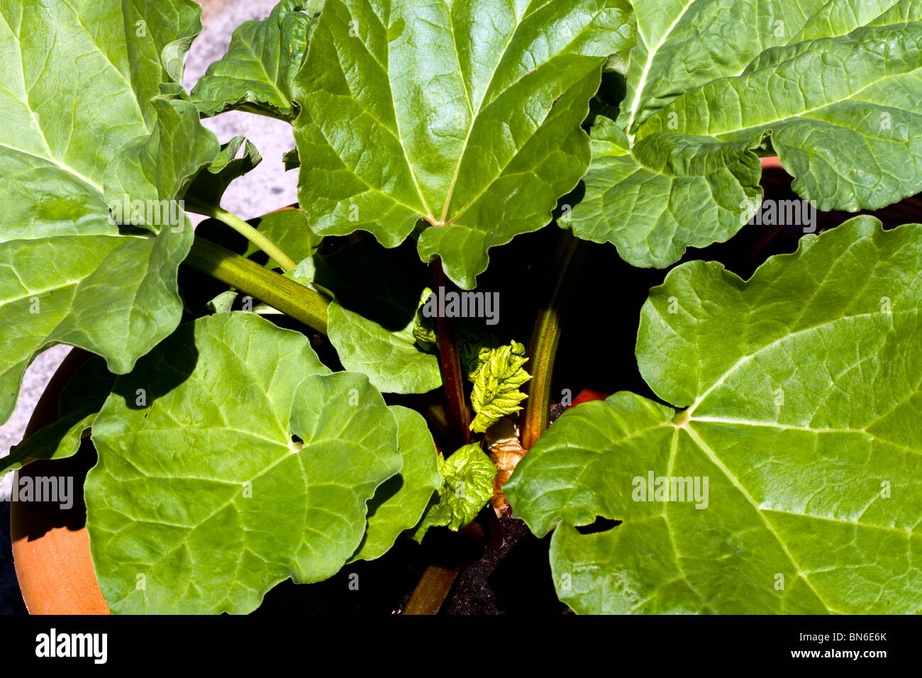 RHUBARB, A PERENNIAL PLANT WITH STALKS THAT ARE GREENISH PINK TO DARK ...