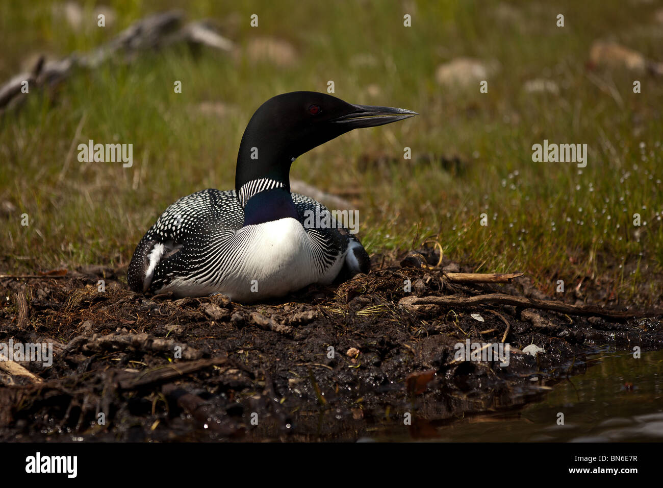 Loon species hi-res stock photography and images - Alamy