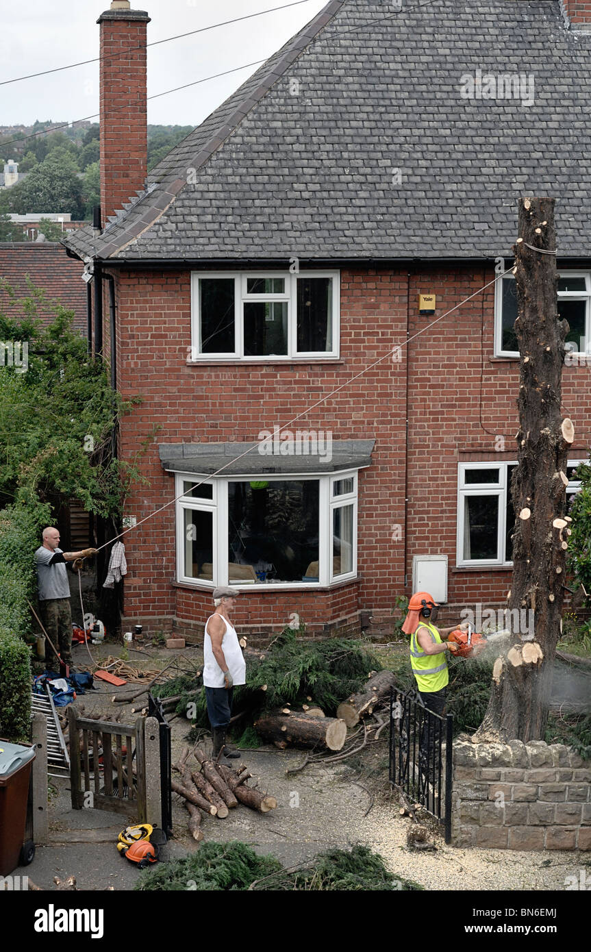 Leyland cypress tree hi-res stock photography and images - Alamy