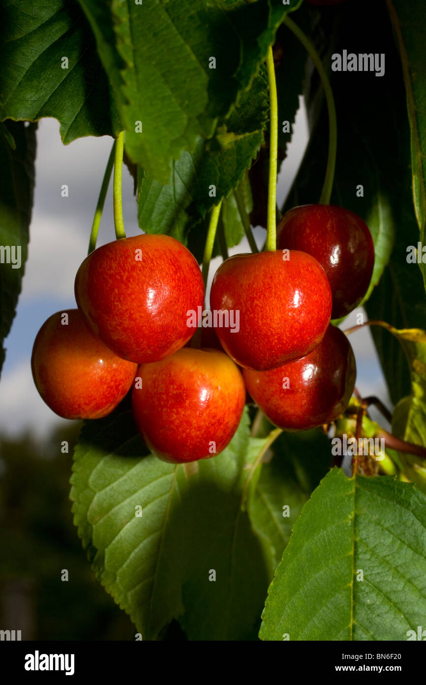 Close up of five cherries on tree with leaves. Latin Prunus avium Stock ...