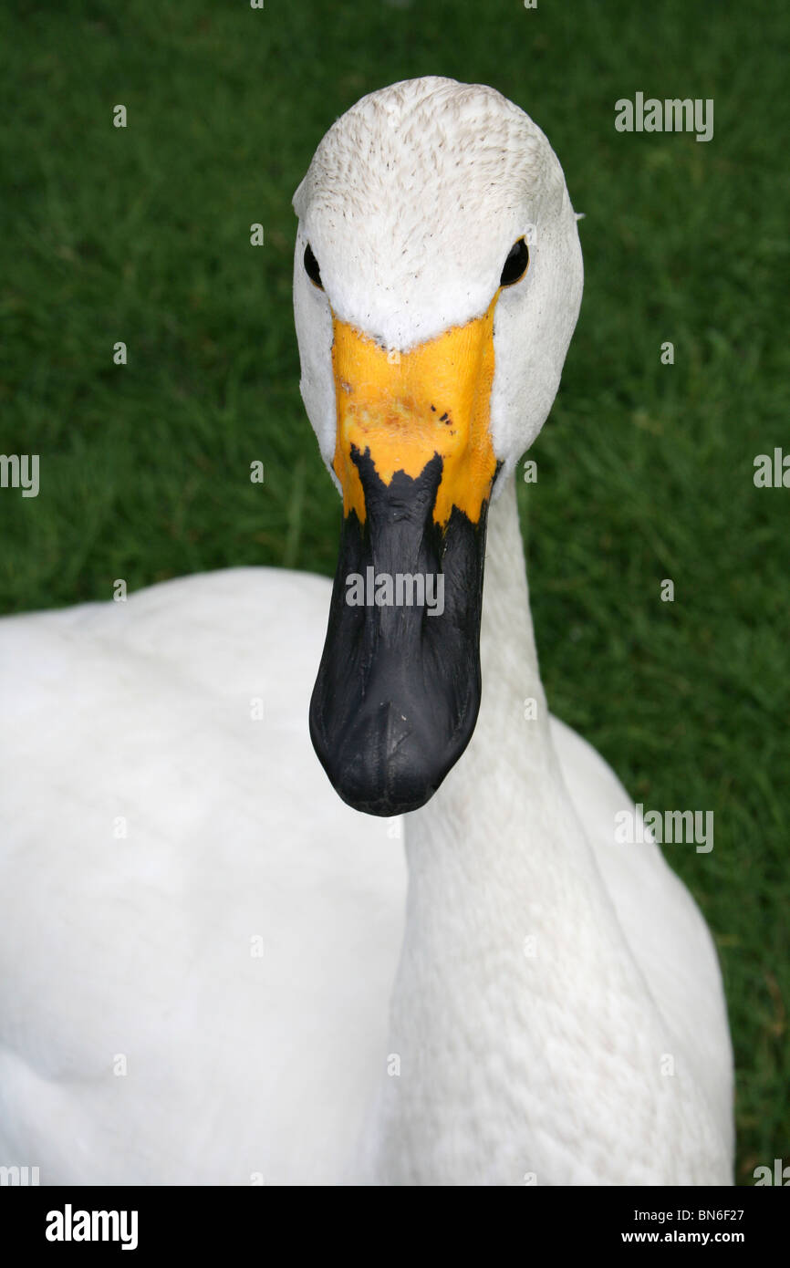 Portrait Of Head And Bill Of Bewick's Swan Cygnus bewickii Taken At ...