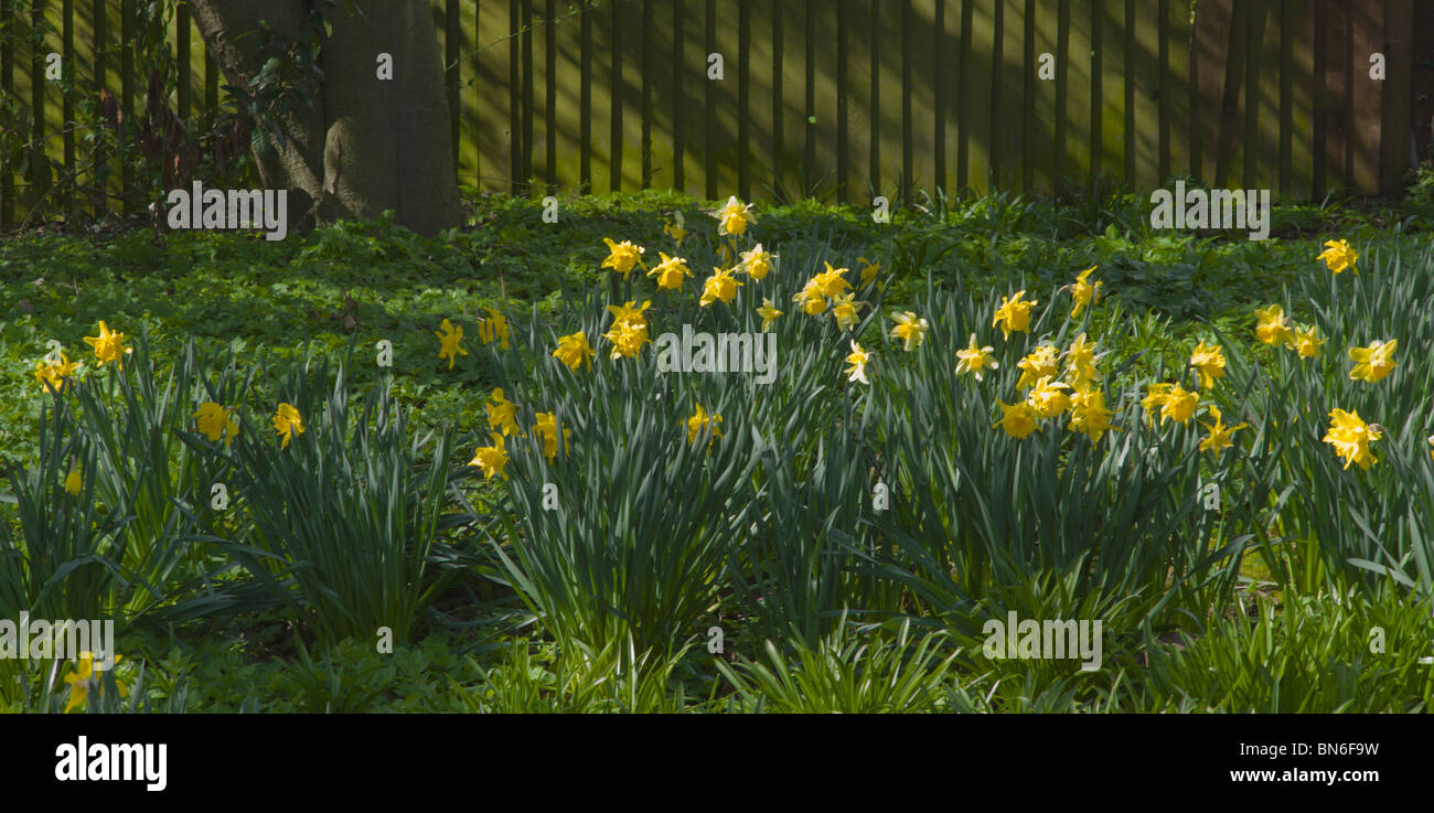 Yellow daffodil wild flowers growing wild in the countryside Stock ...