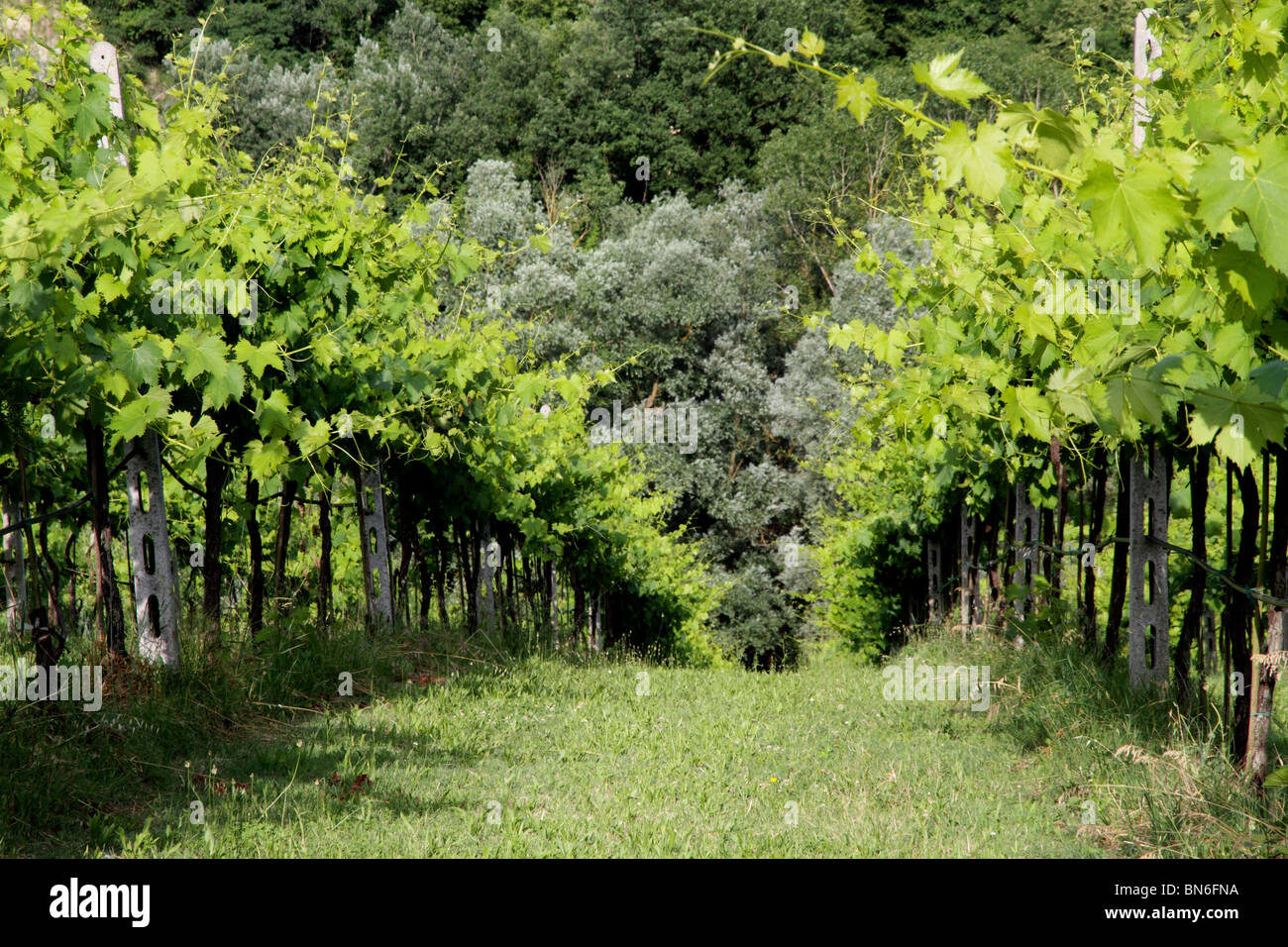 Vines vineyard slope hillside hi-res stock photography and images - Alamy