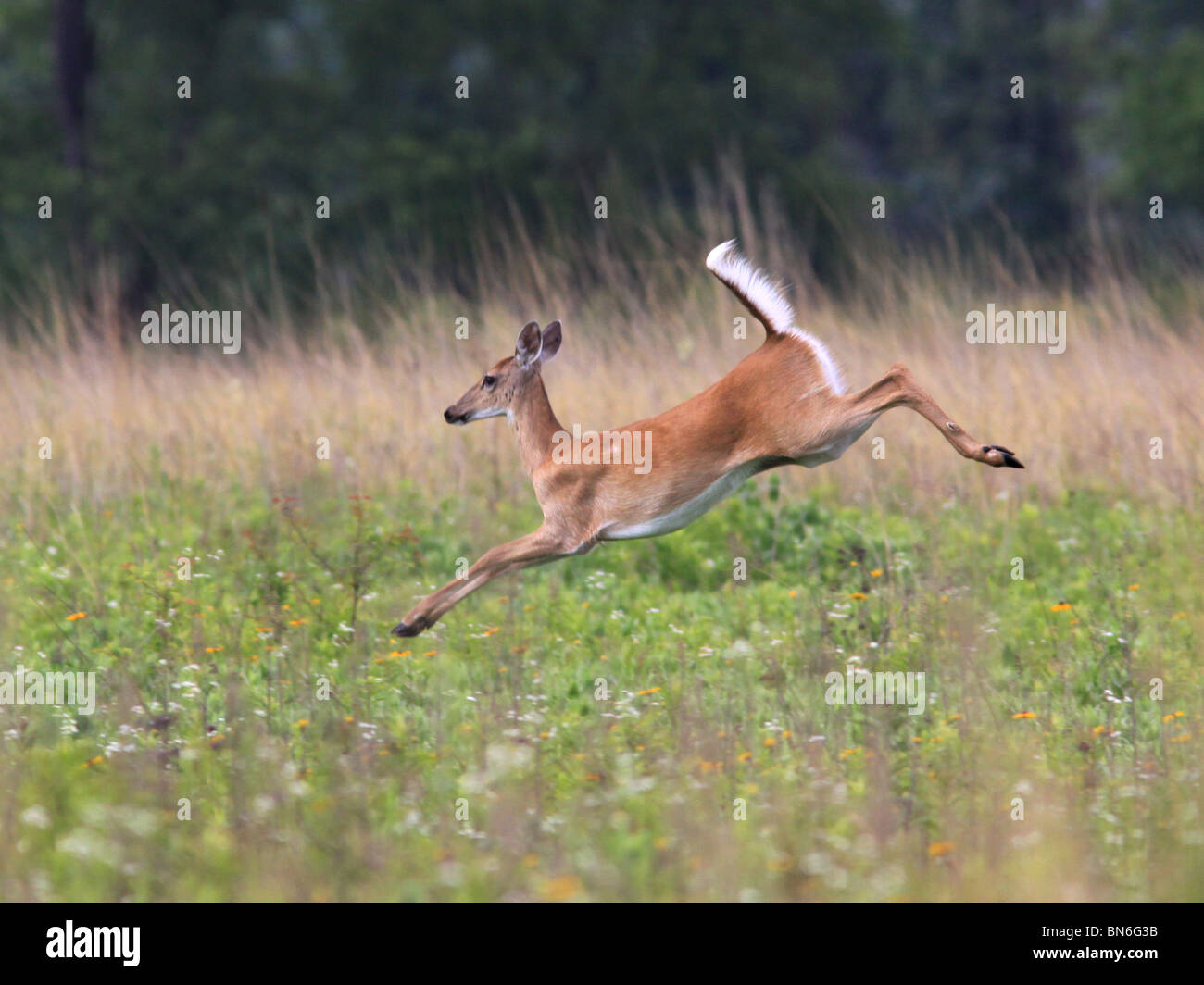 White tailed deer doe tail alarm signal Stock Photo - Alamy