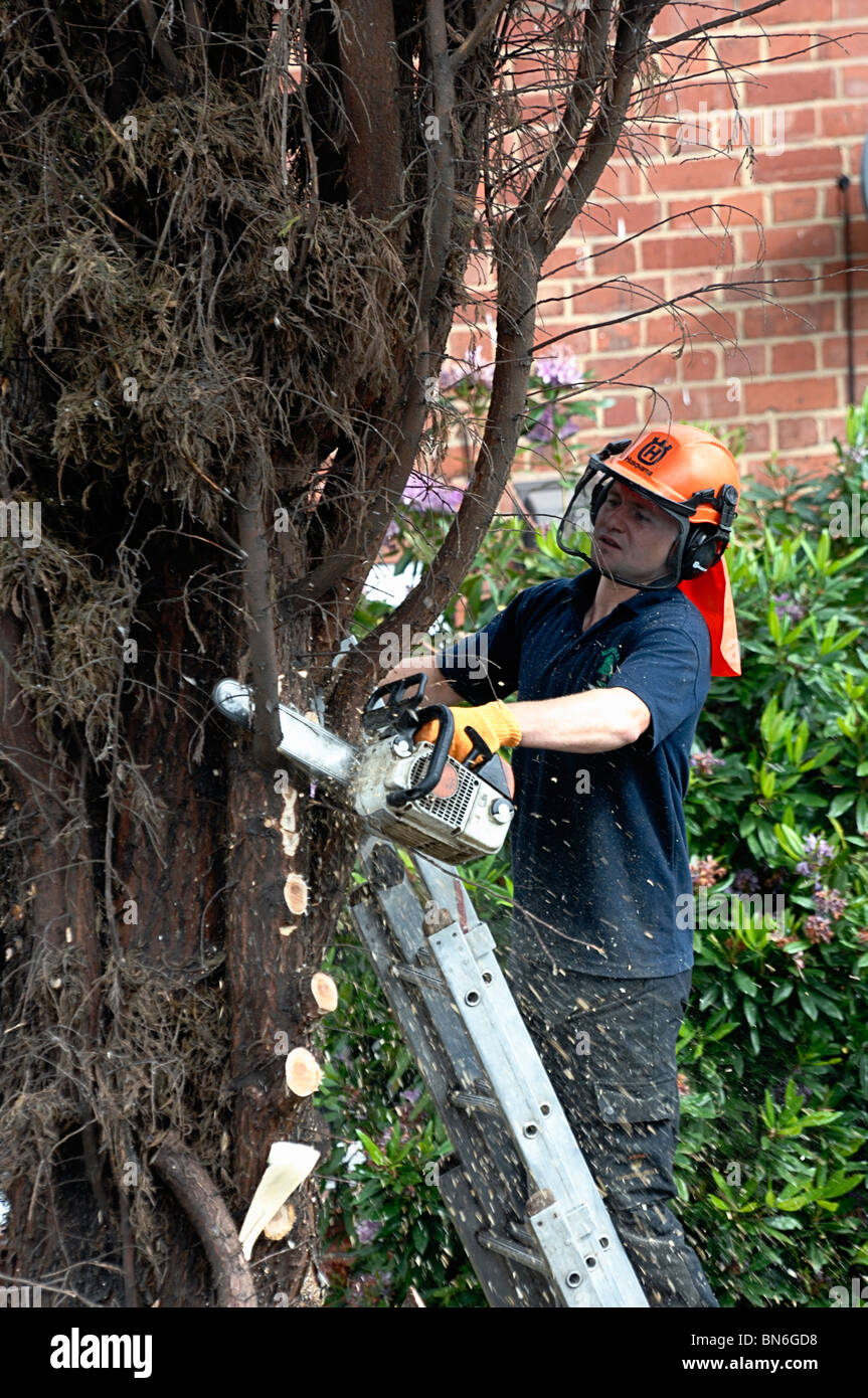 Tree surgeon preparing huge leyland cypress in urban garden for felling ...