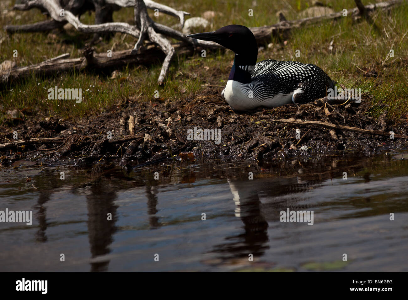 Common Loon Bird Nest High Resolution Stock Photography and Images - Alamy