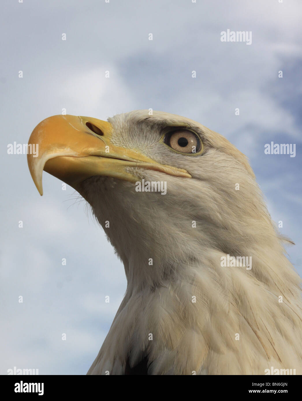 Bald eagle head close up Stock Photo - Alamy