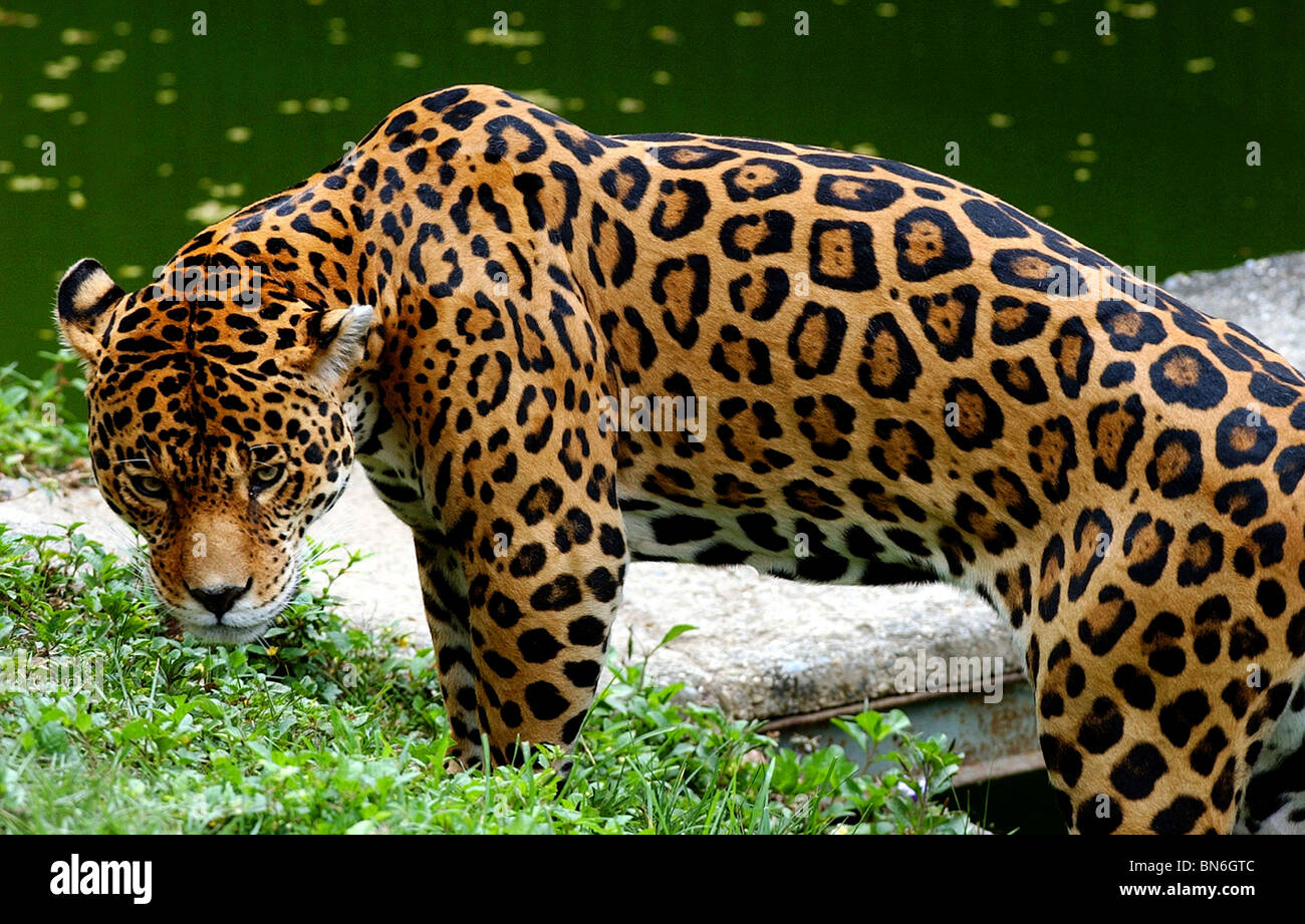 Venezuela Wild Animals