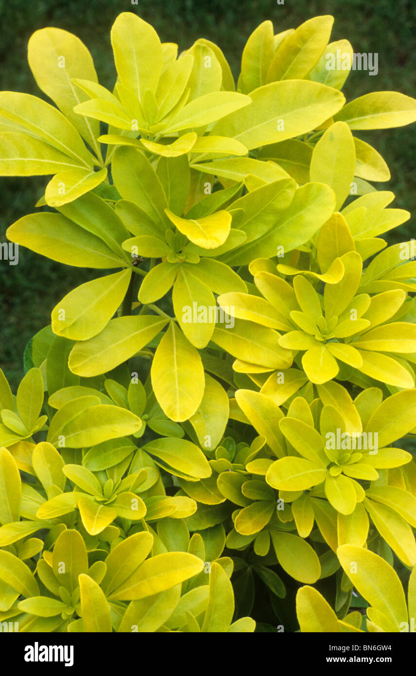 Choisya ternata 'Lich', syn. 'Sundance' yellow foliage garden plant ...