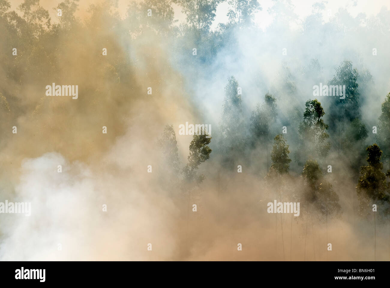 Uncontrolled fire on a Eucalyptus, also know as a Gumtree, plantation ...