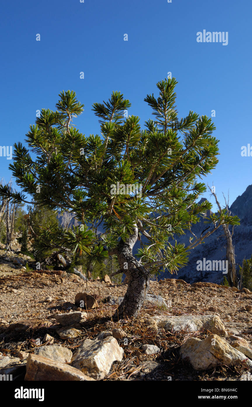 Young pine tree struggling to grow at Cramer Divide, Sawtooth Mountains ...