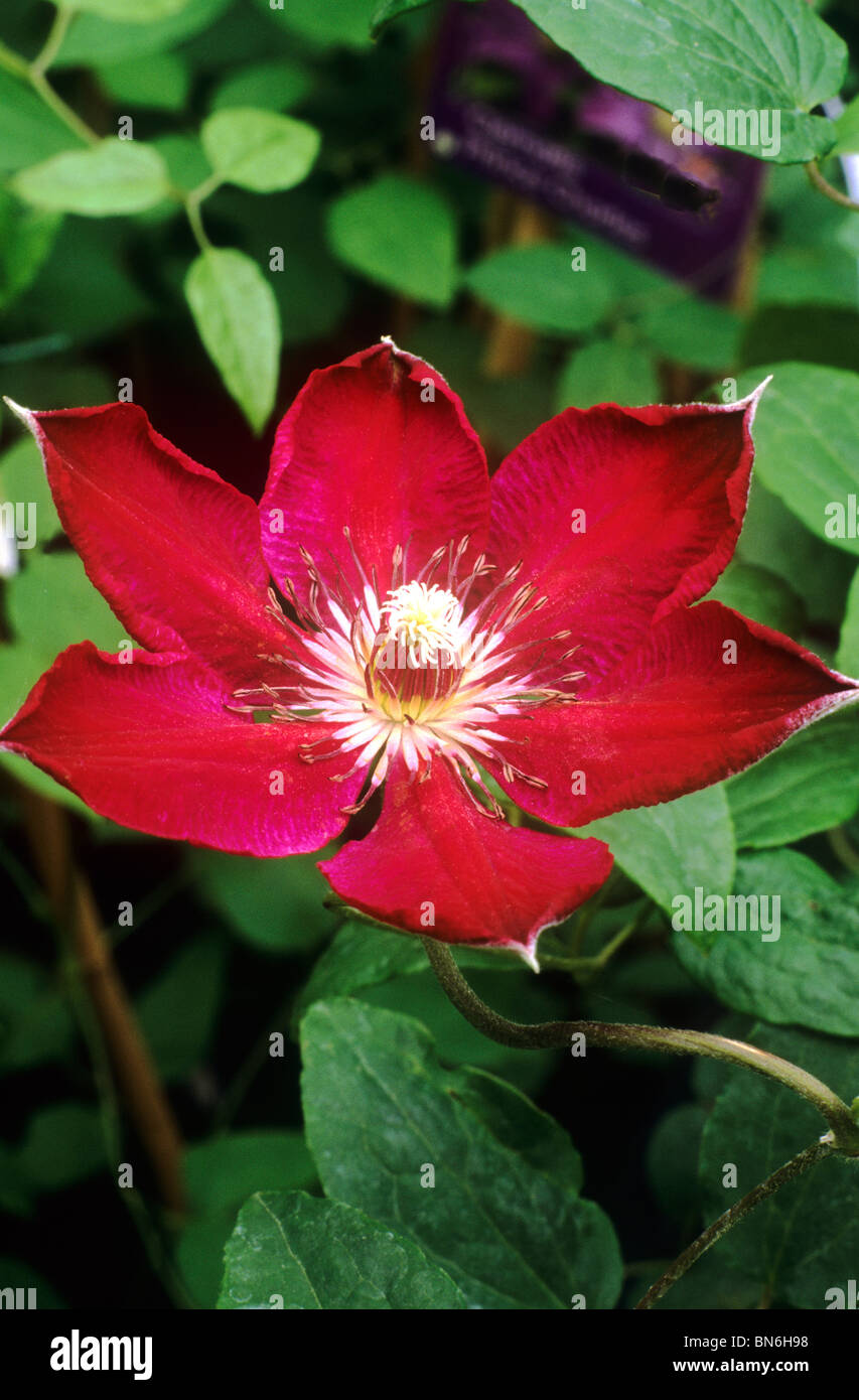 Clematis wedding hi-res stock photography and images - Alamy