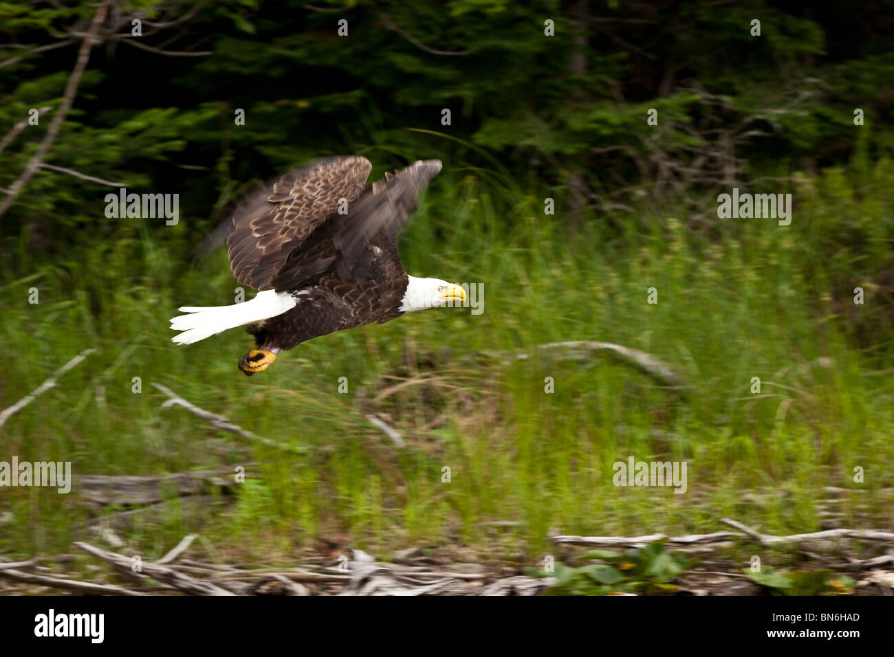 American bald eagle (Haliaeetus leucocephalus) in flight Boulder ...