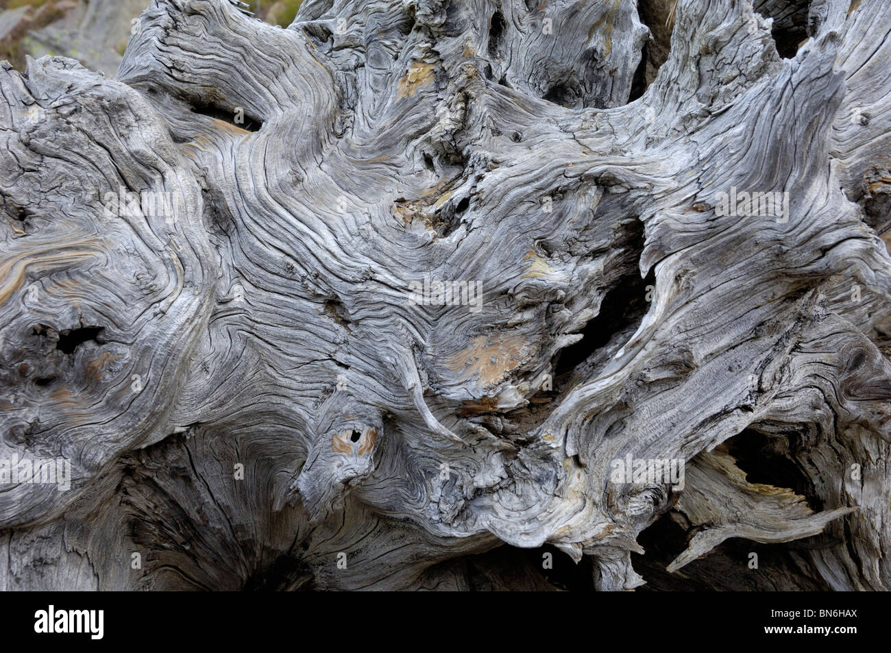 Dead tree root, Idaho, USA Stock Photo - Alamy
