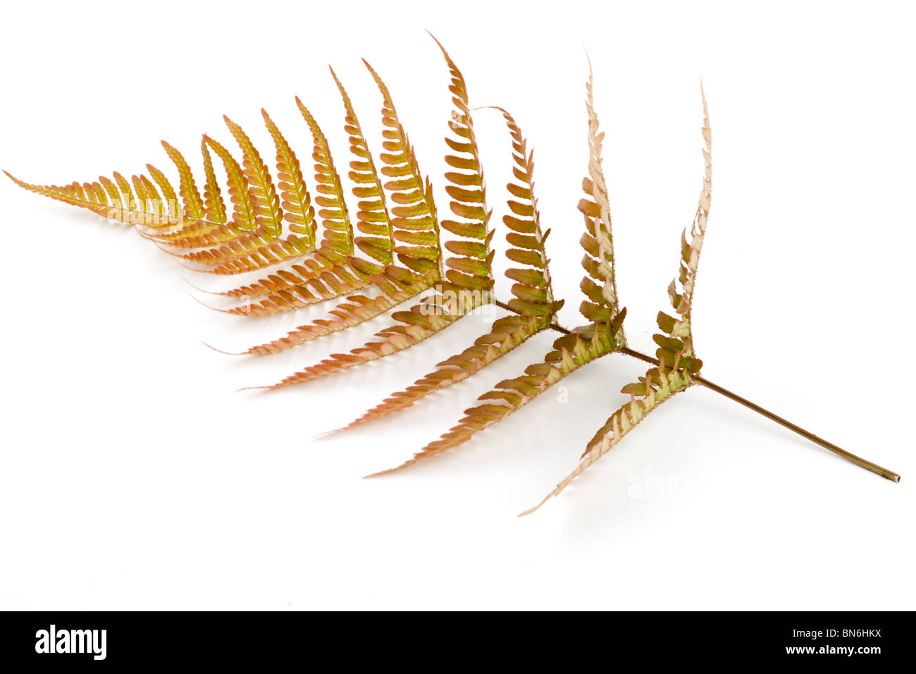 Yellow leaves japanese garden Cut Out Stock Images & Pictures - Alamy