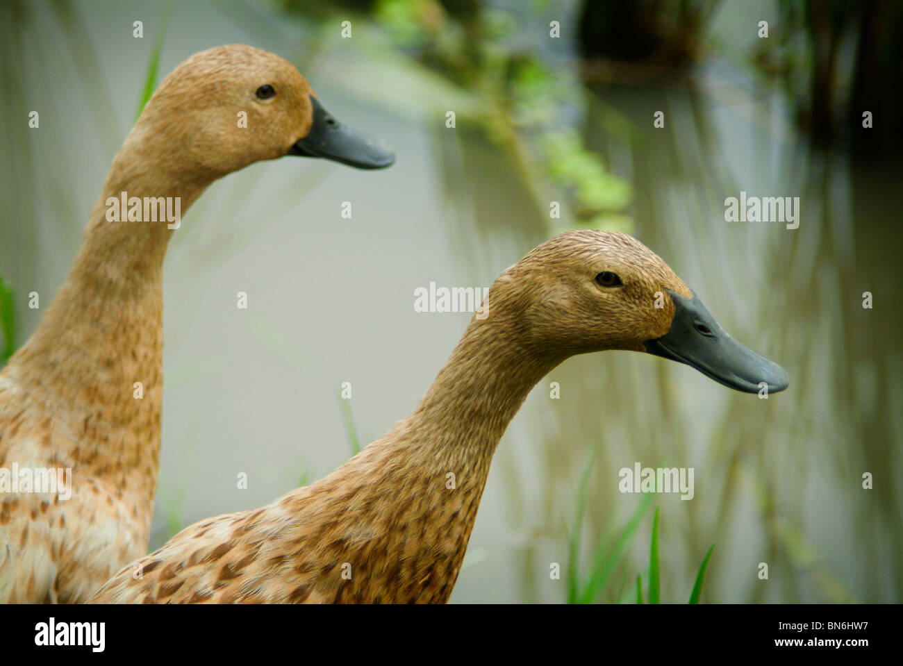 In Bali, Indonesia, ducks provide an invaluable role in the rice fields ...