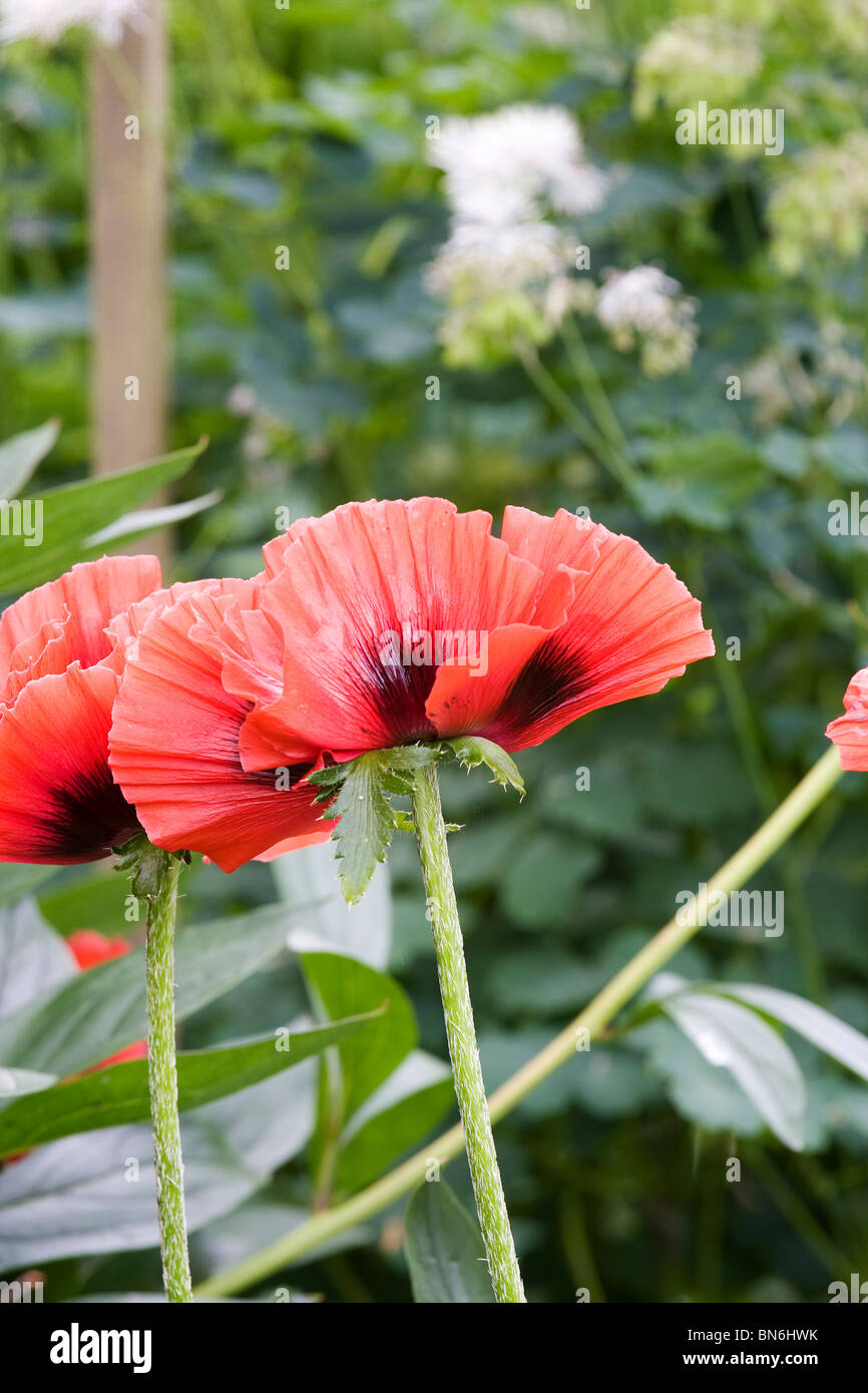 Bright scarlet poppy flowers Stock Photo - Alamy