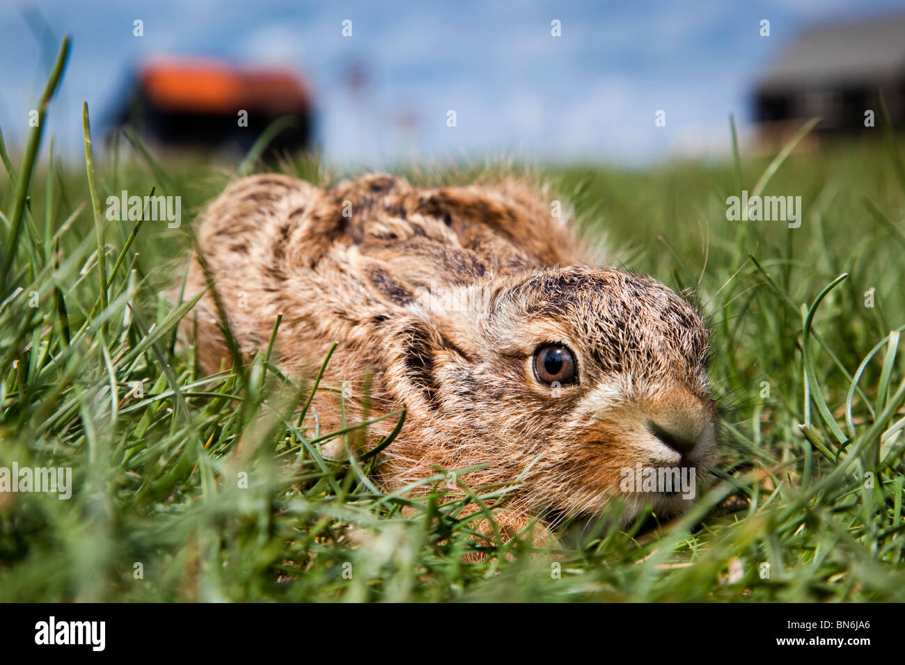 Brown Hare leveret; Lepus capensis; hidden in grass; Suffolk Stock ...