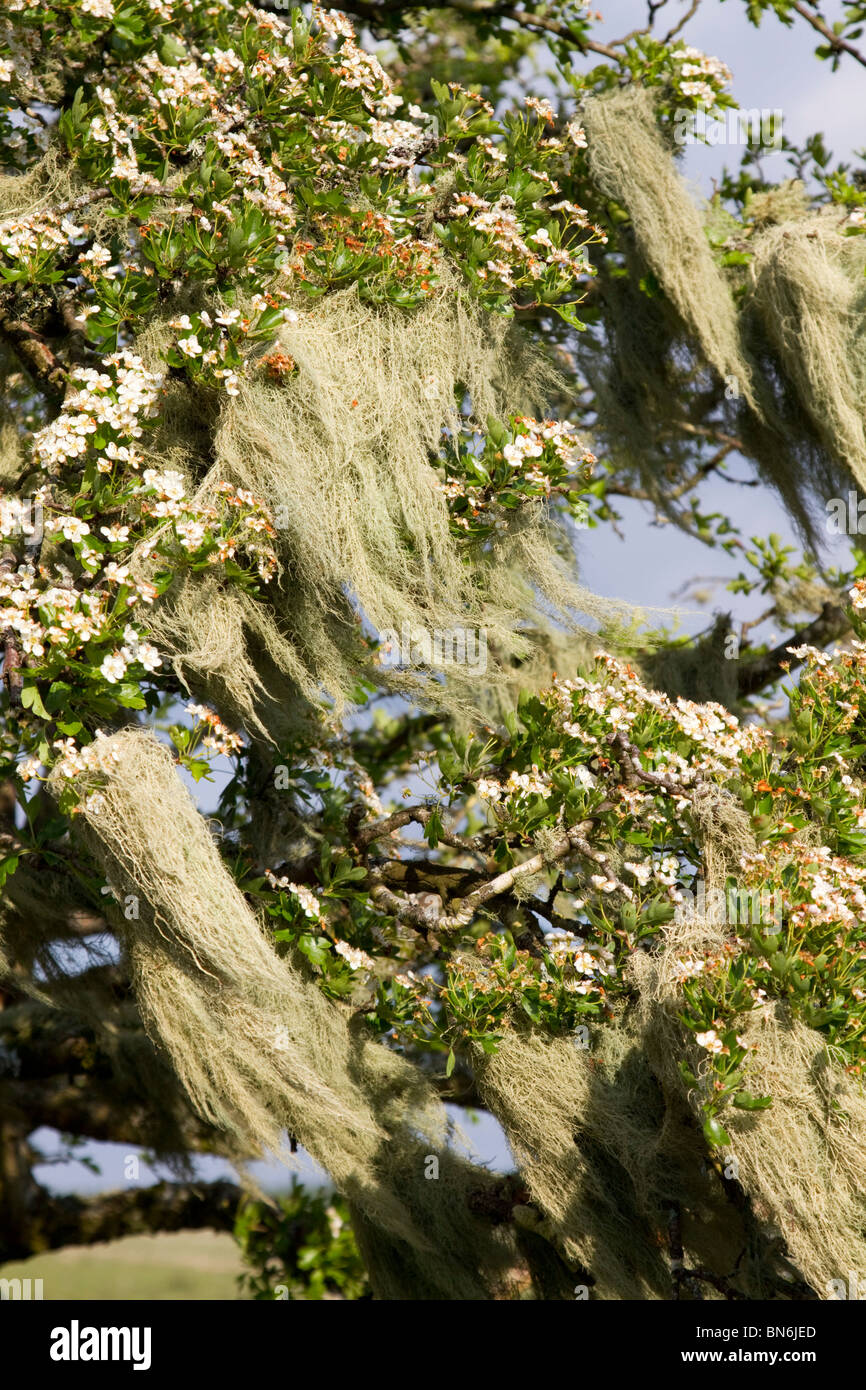 Hanging lichen hi-res stock photography and images - Alamy