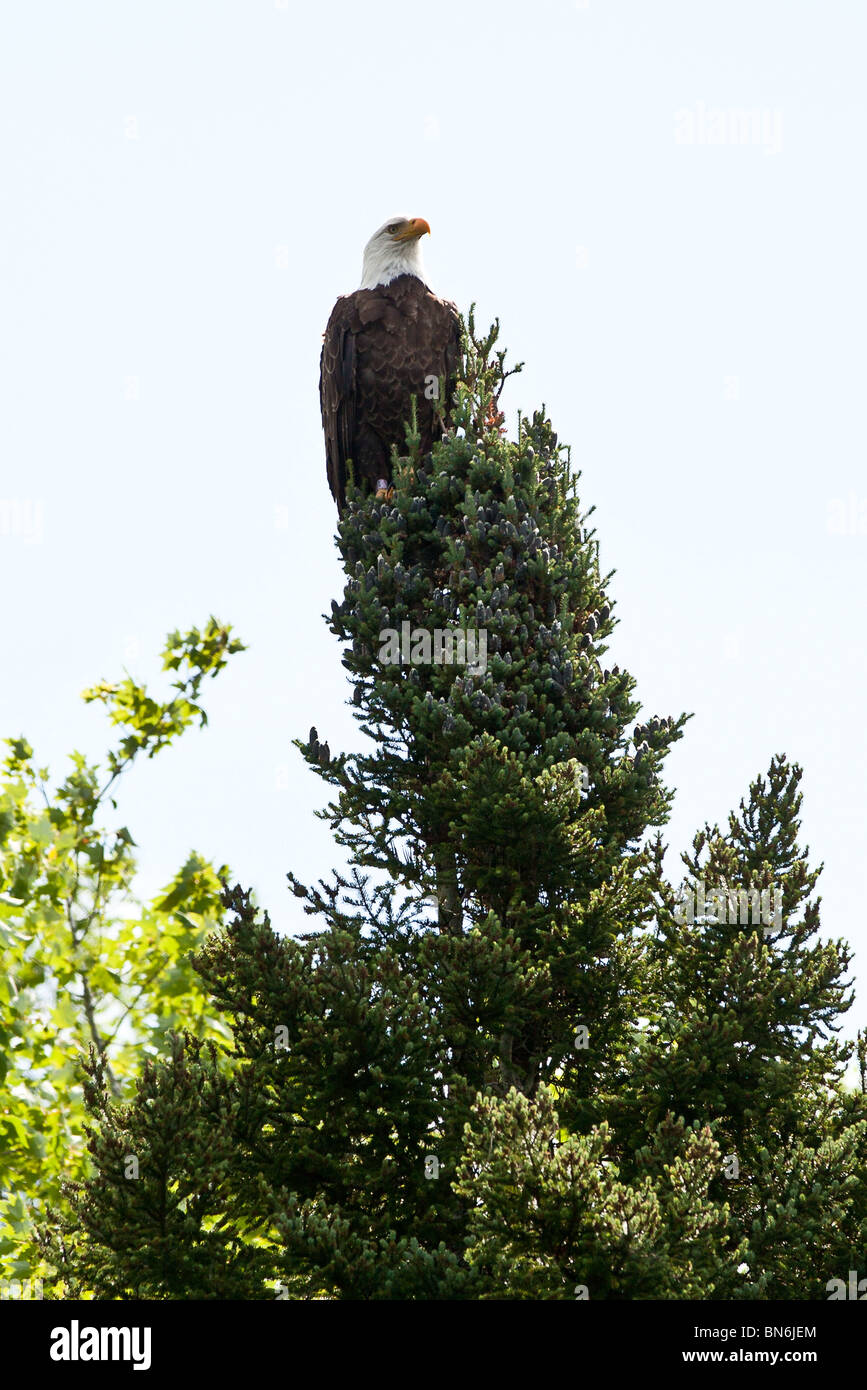 Bald eagle perched on tree hi-res stock photography and images - Alamy