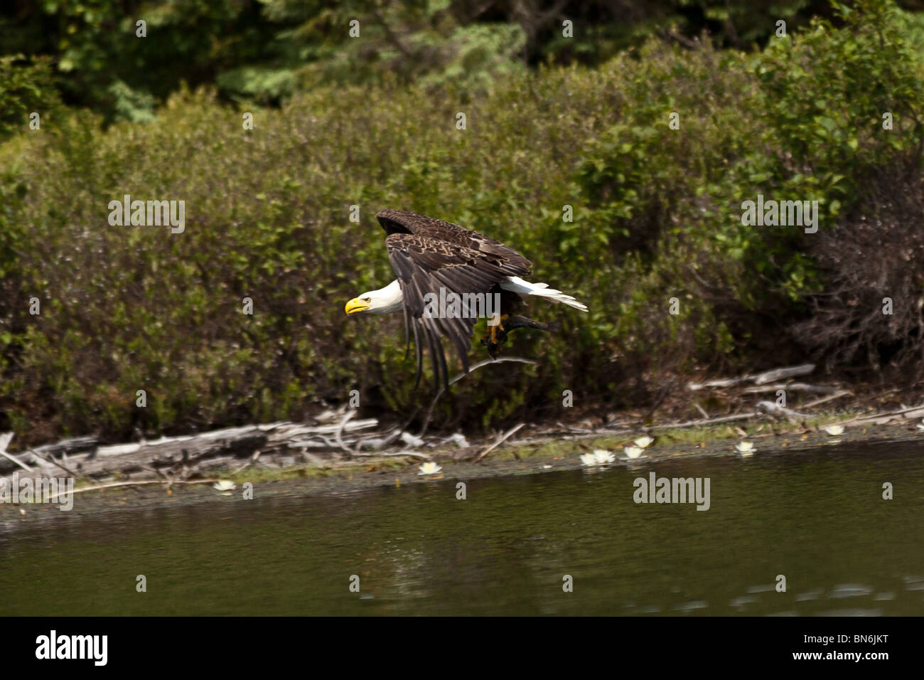 American bald eagle (Haliaeetus leucocephalus) in flight with fish ...