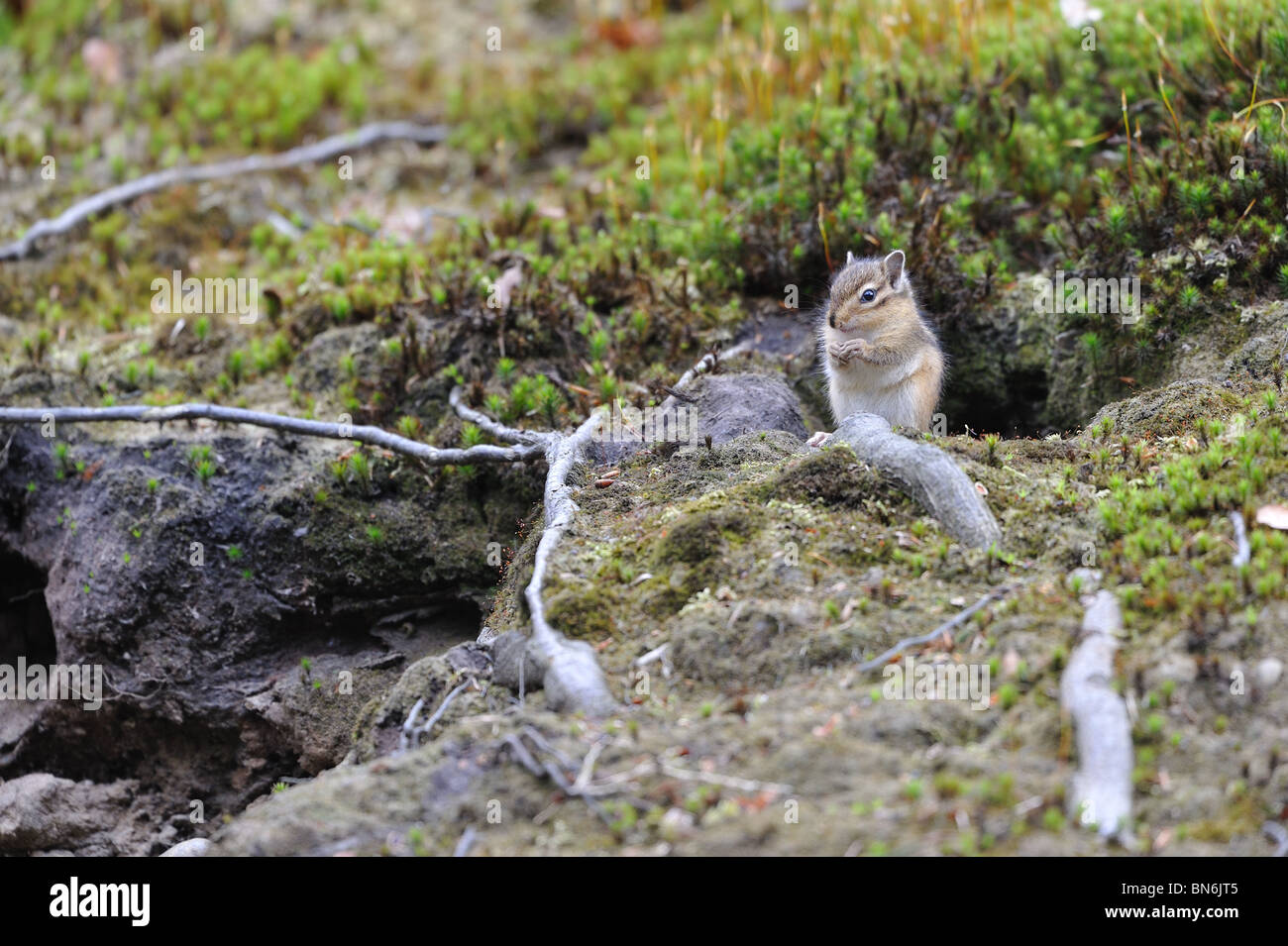 Chipmunk den hi-res stock photography and images - Alamy