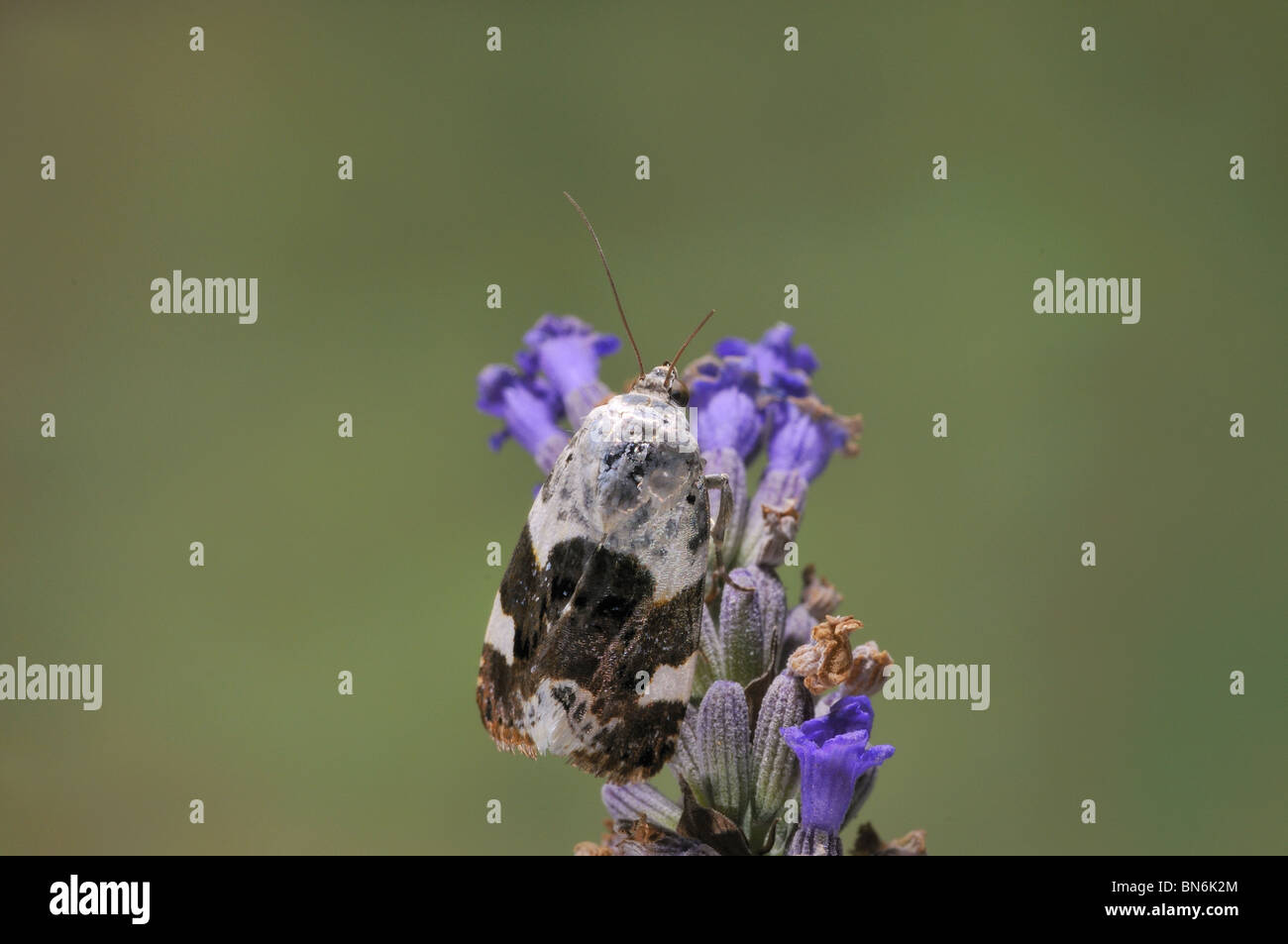 Garden rose tortrix moth (Acleris variegana) on a flower of lavender ...