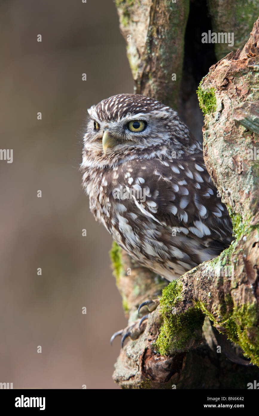 Owl tree owl hi-res stock photography and images - Alamy