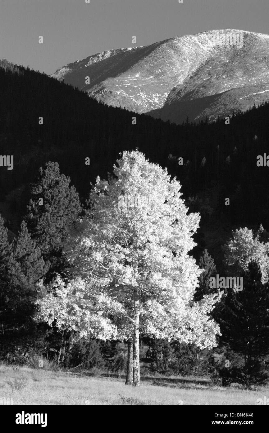 A Colorado aspen tree in Rocky Mountain National Park, USA Stock Photo ...