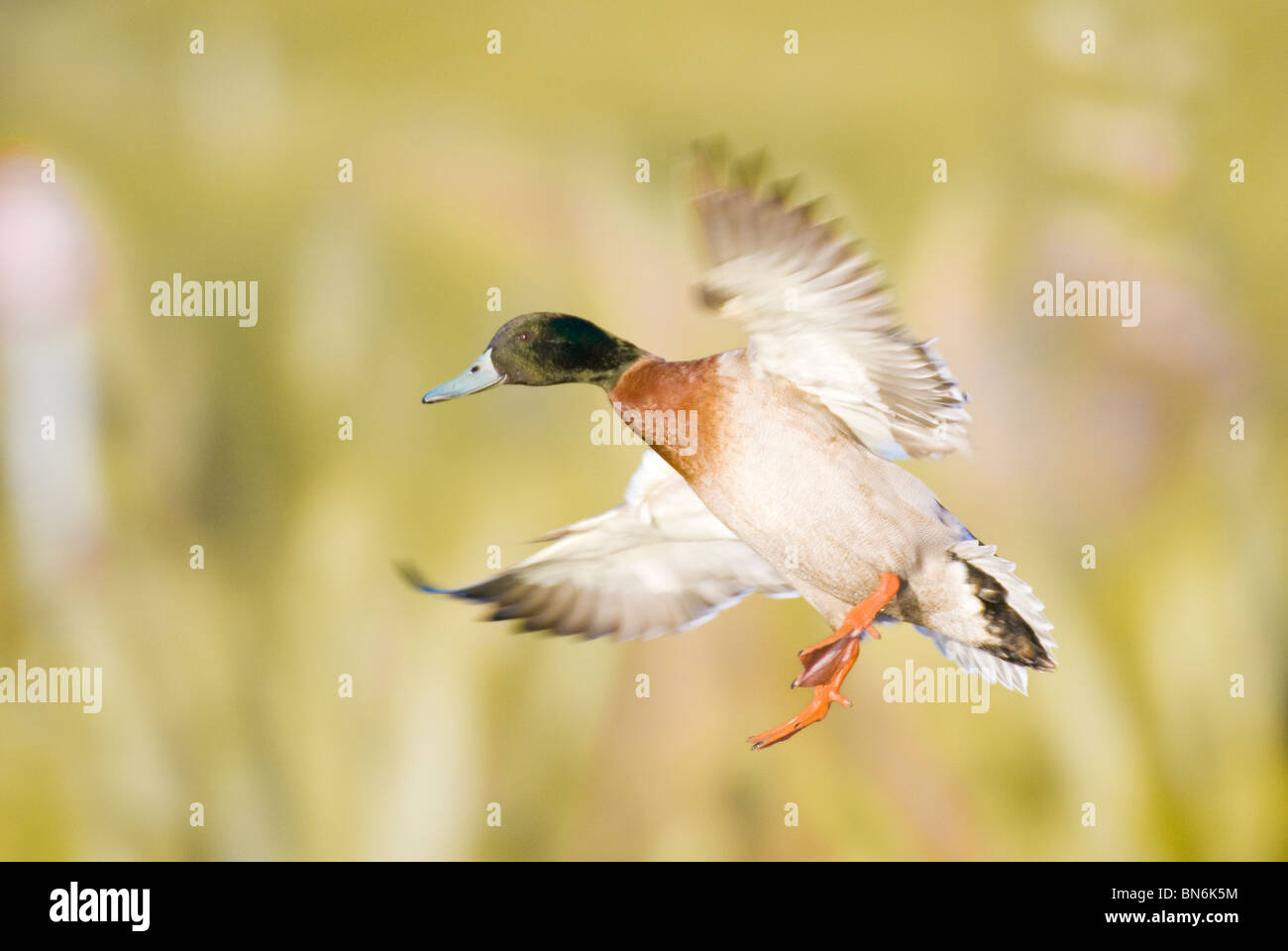 Male Mallard Duck Anas platyrhynchos flying New Zealand Stock Photo - Alamy
