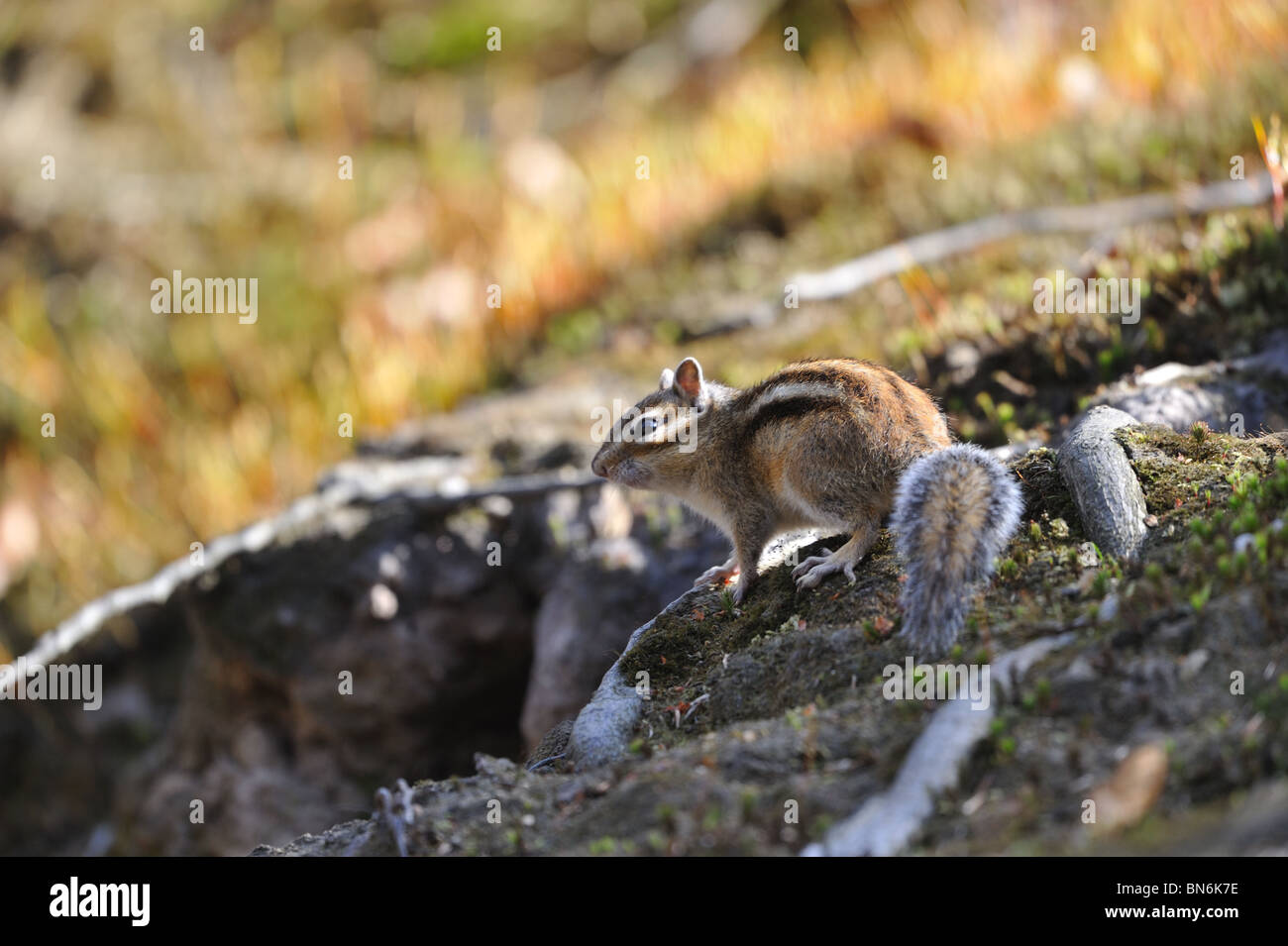 Feral Siberian chipmunk (Tamias sibiricus) on the ground Stock Photo ...
