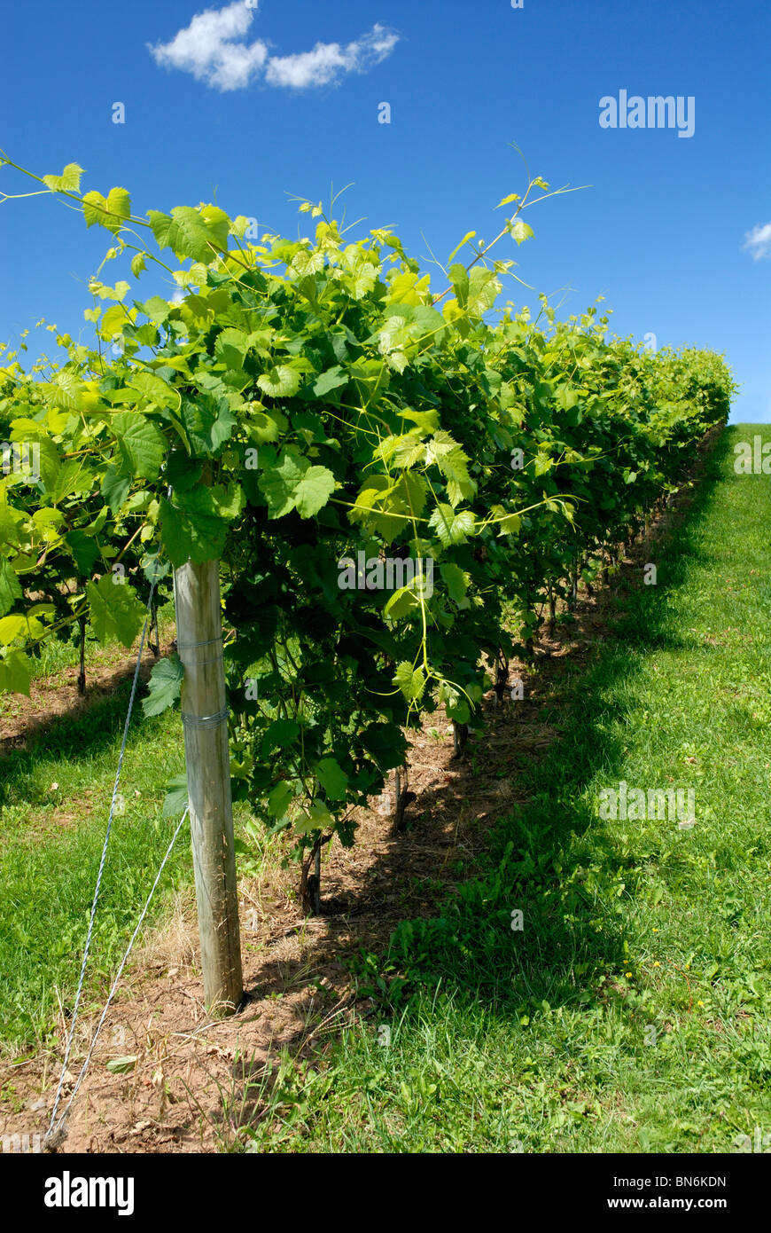 Vines Growing In A Vineyard On A Hill Side Stock Photo - Alamy