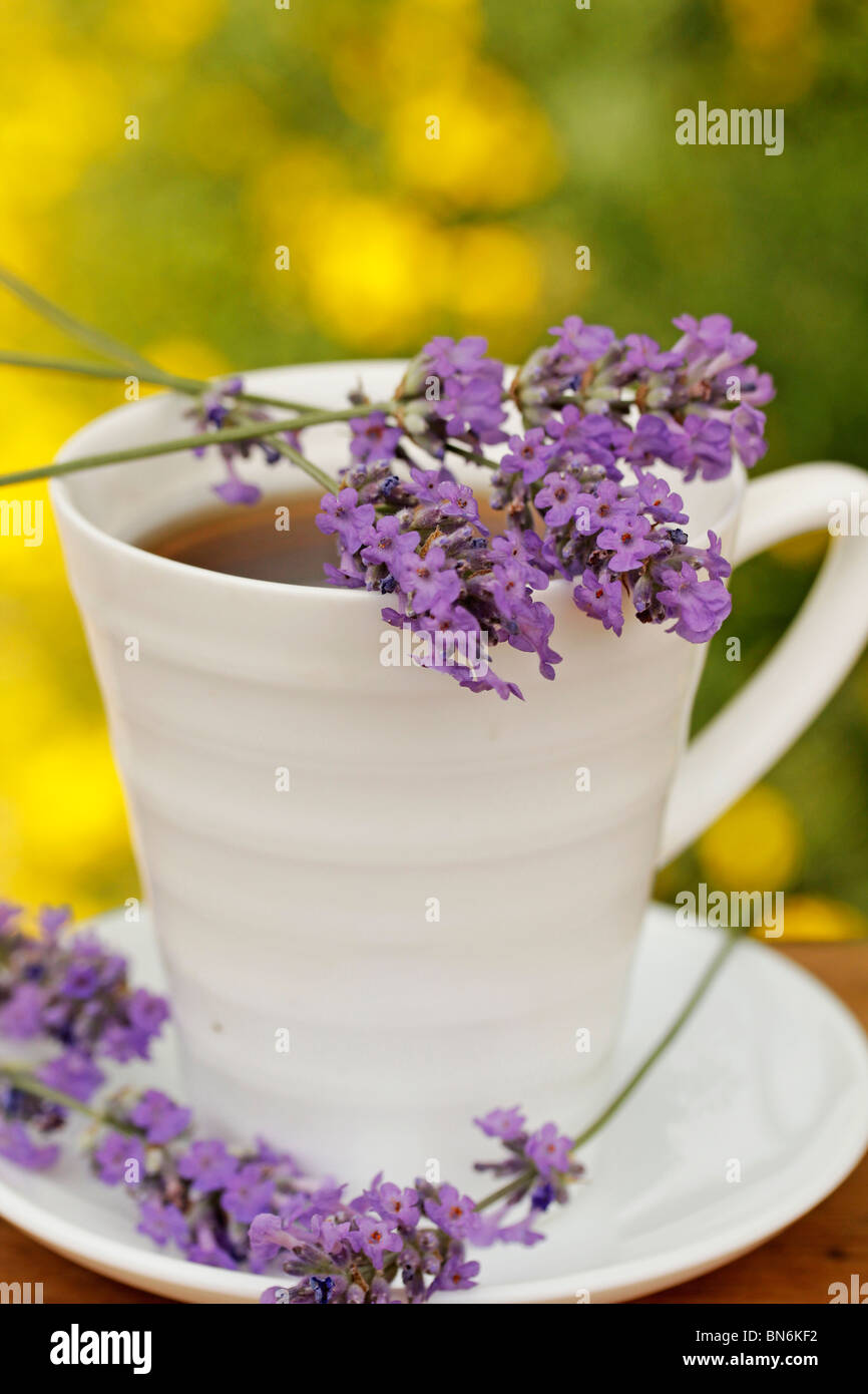 Lavender infusion (Lavandula officinalis Stock Photo - Alamy