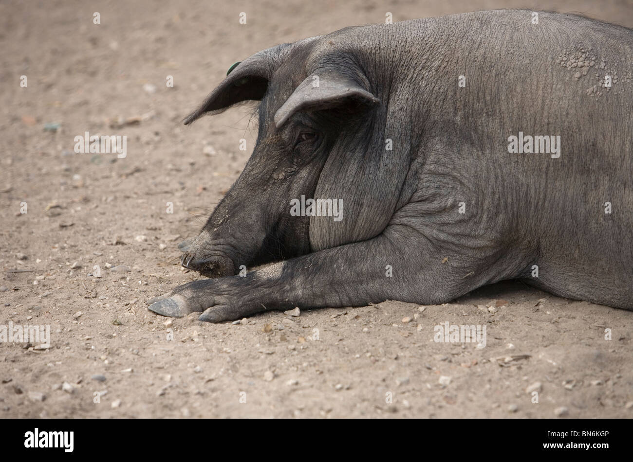 An Spanish Iberian pig, the source of Iberico ham known as pata negra ...