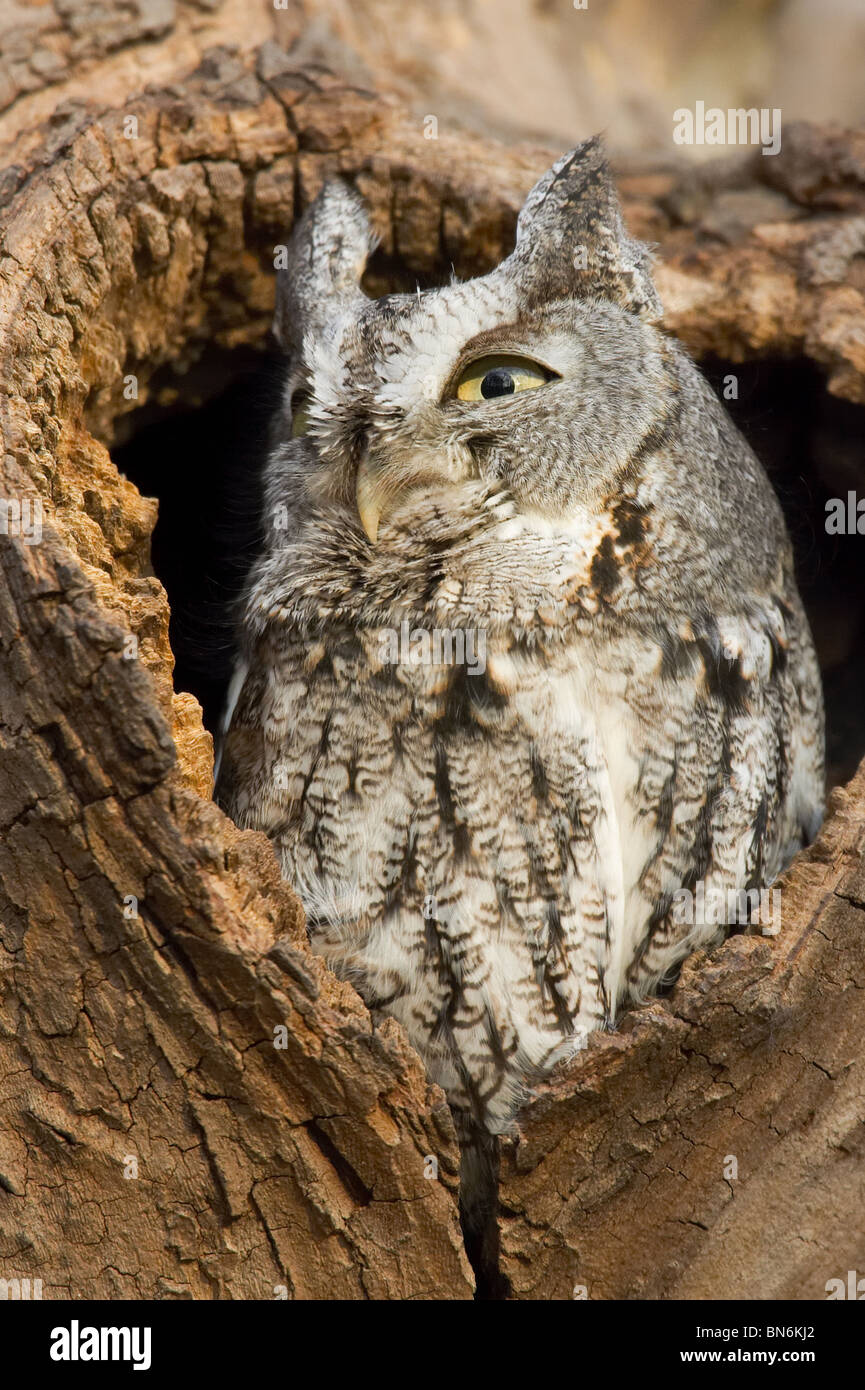 Eastern Screech-owl looking out from its nest hole in a tree Stock ...