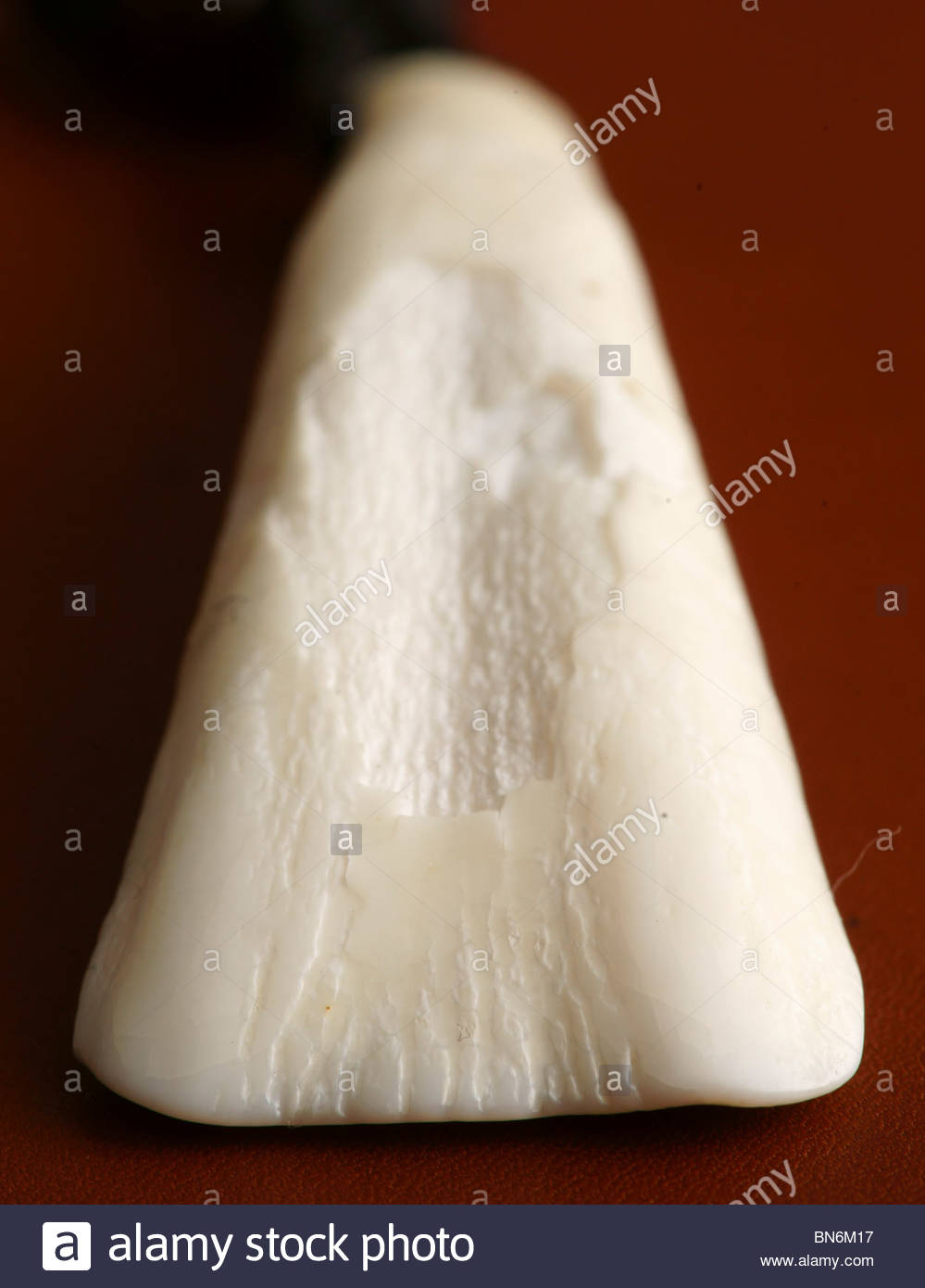 Camel Tooth Stock Photos & Camel Tooth Stock Images - Alamy