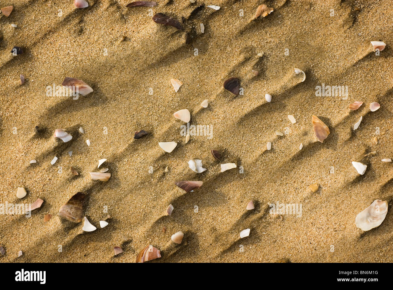 Varied shells hi-res stock photography and images - Alamy