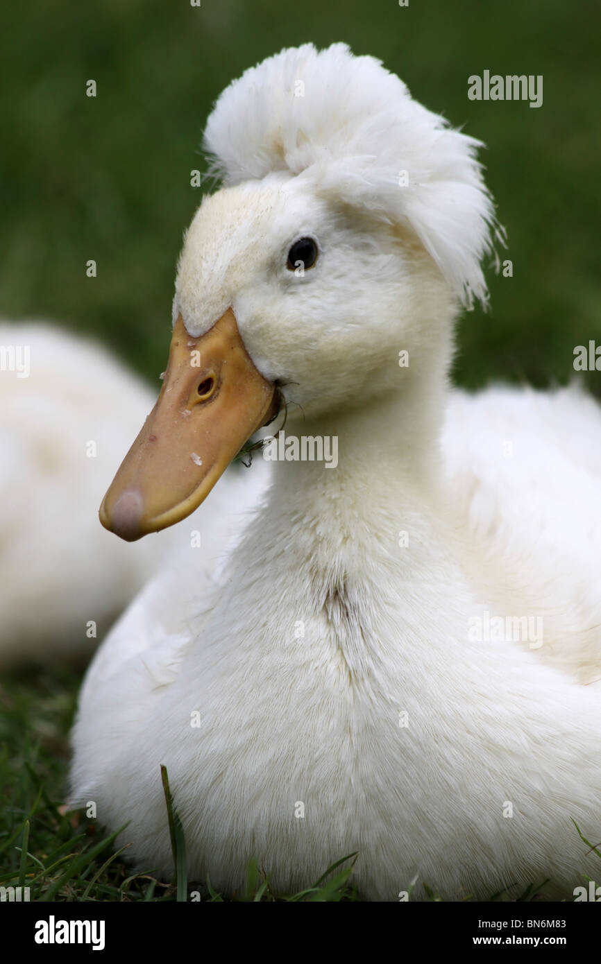 Bouffant hairdo hi-res stock photography and images - Alamy