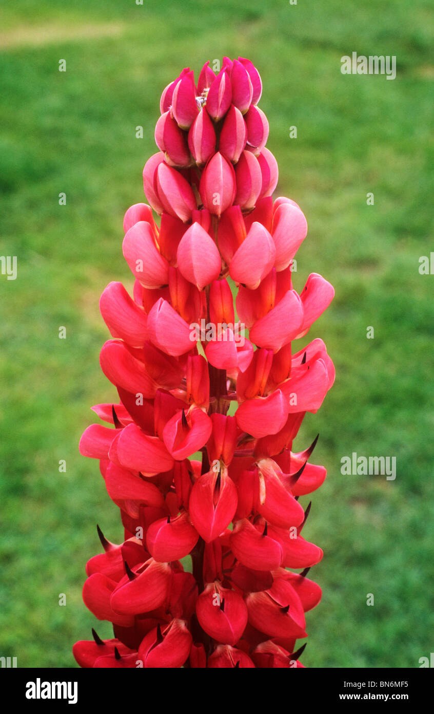 Lupinus 'Towering Inferno' lupin lupins red flower flowers garden plant ...