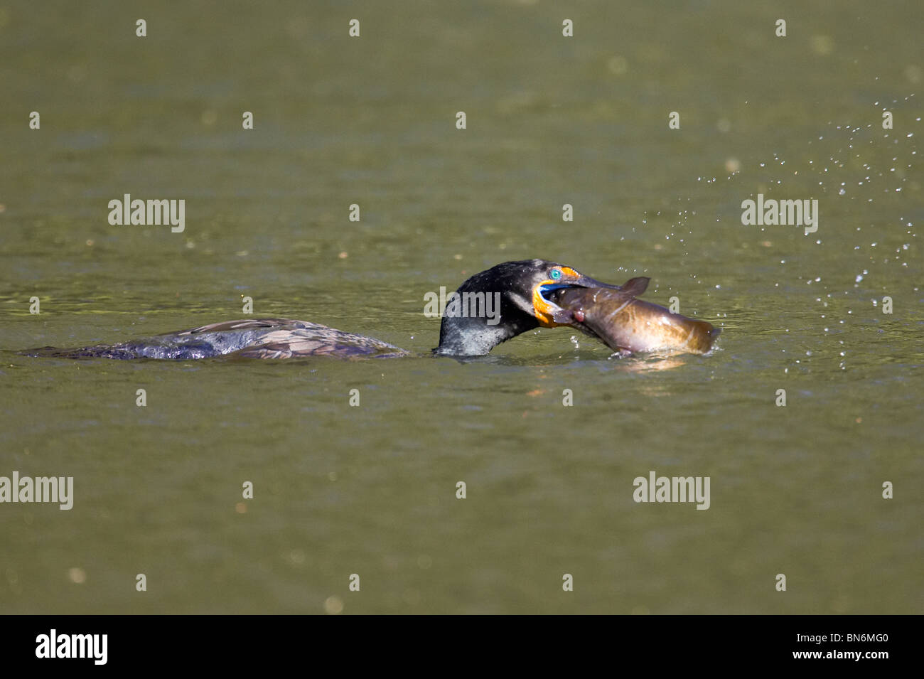 Cormorant eating feeding feeding hi-res stock photography and images ...