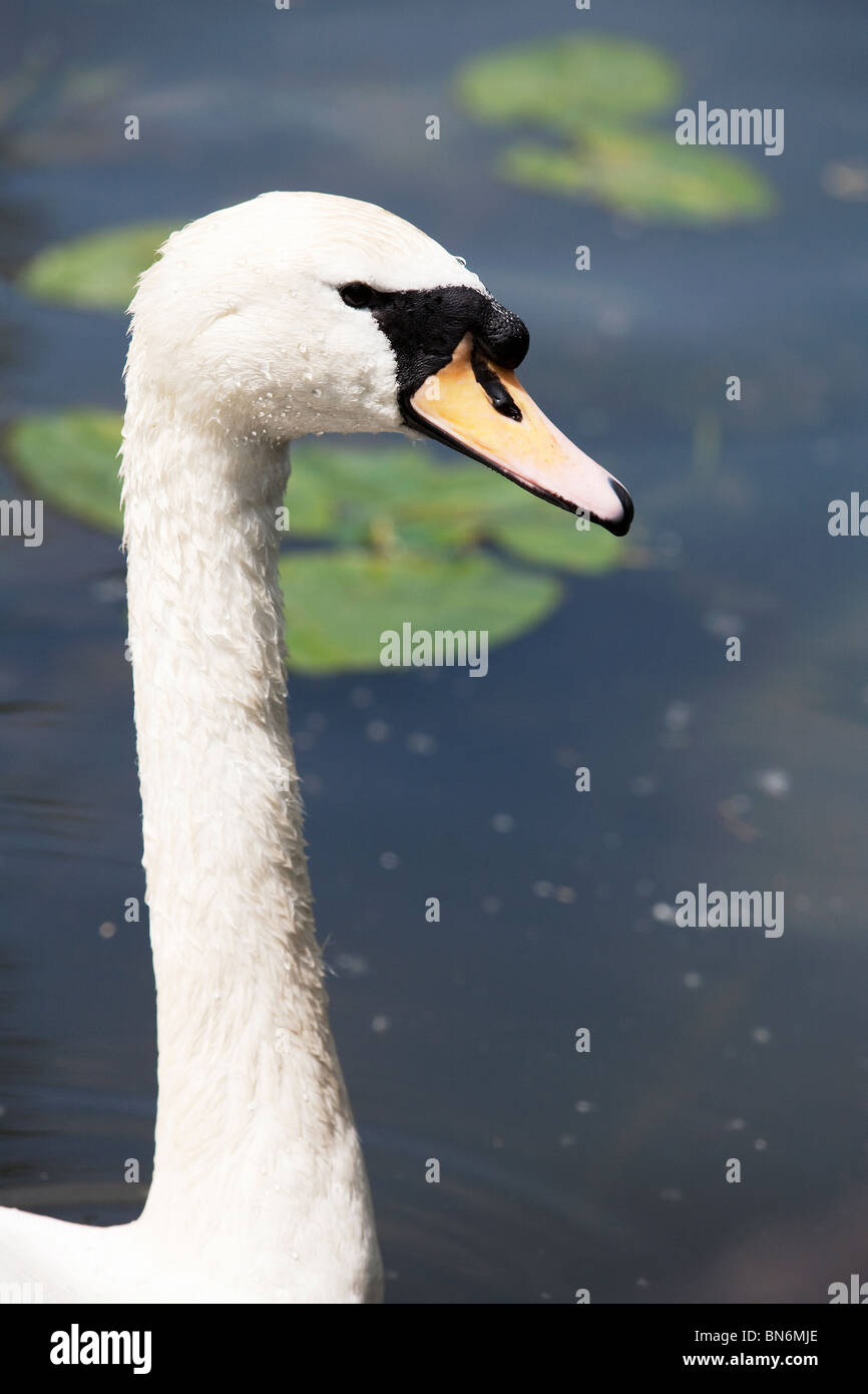 Swan neck head hi-res stock photography and images - Alamy