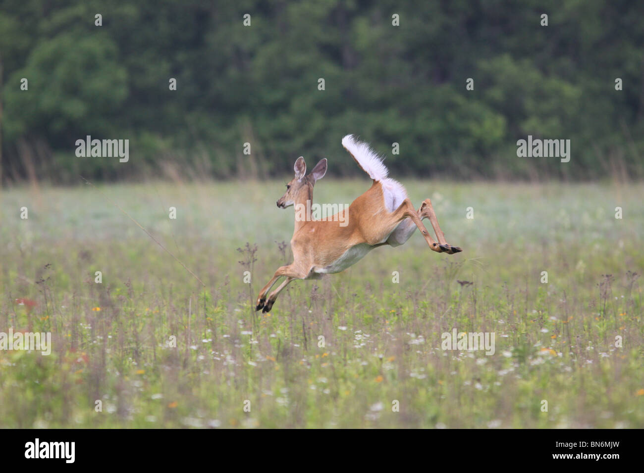 White tailed deer doe tail alarm signal Stock Photo - Alamy