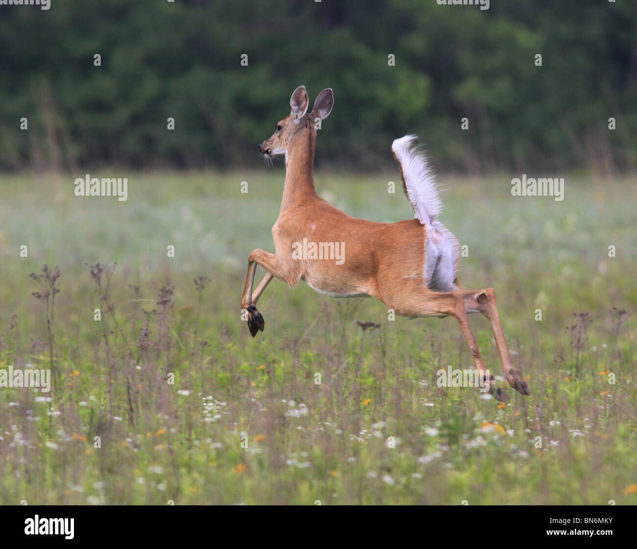 White tail jump deer hi-res stock photography and images - Alamy