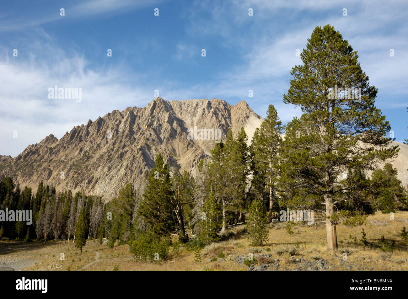 Whitebark Pine trees, Pinus albicaulis, White Cloud Mountains, Rocky ...
