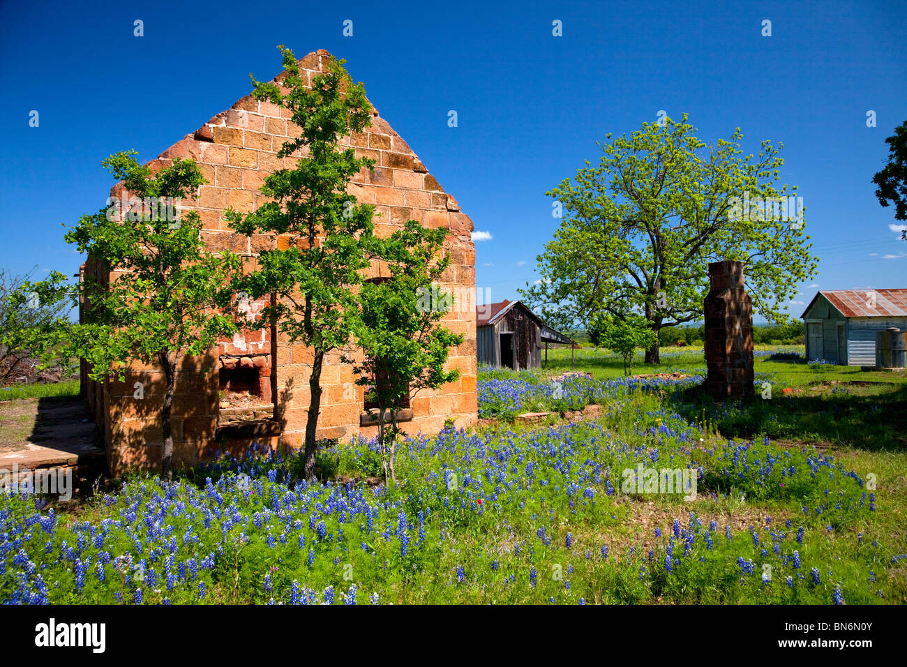 Abandoned building ruins with bluebonnet wildflowers in the hill ...