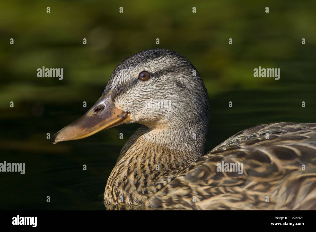 Female mallard head close up Stock Photo - Alamy