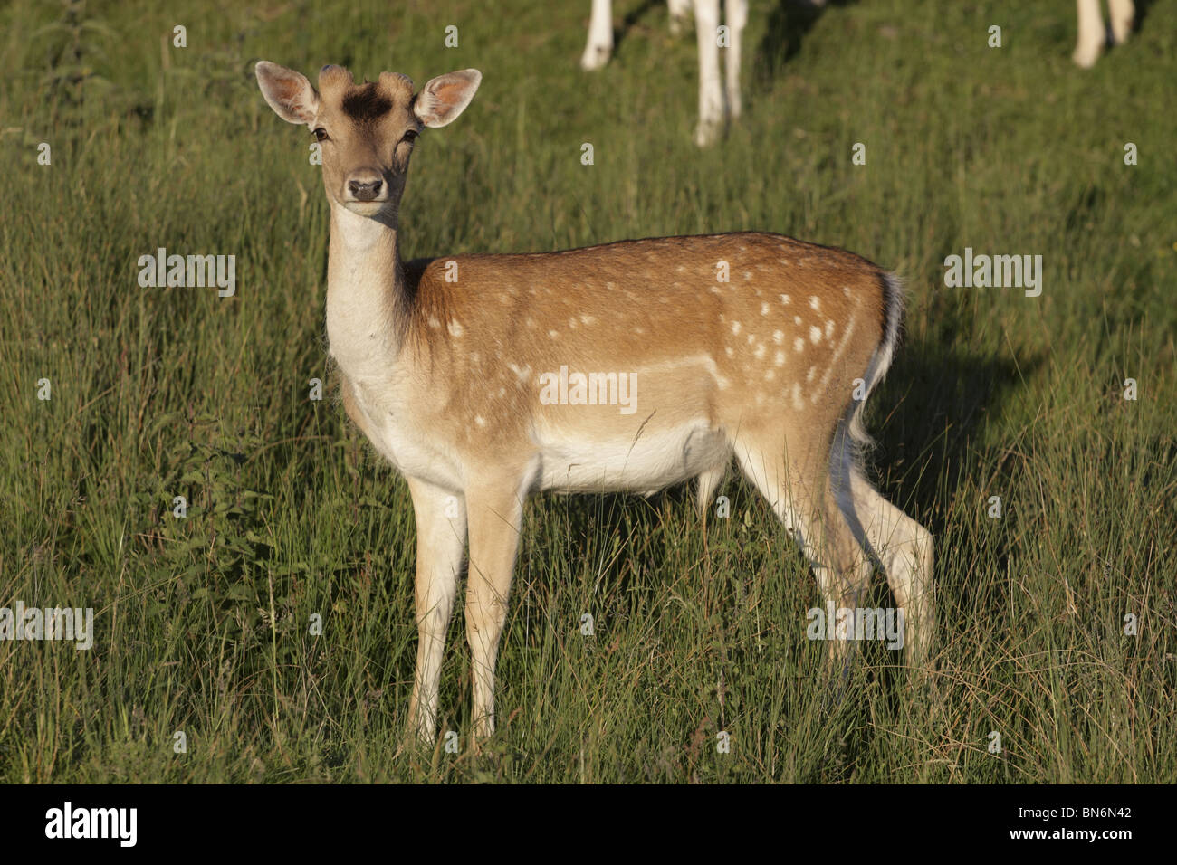 Bradgate fallow hi-res stock photography and images - Alamy