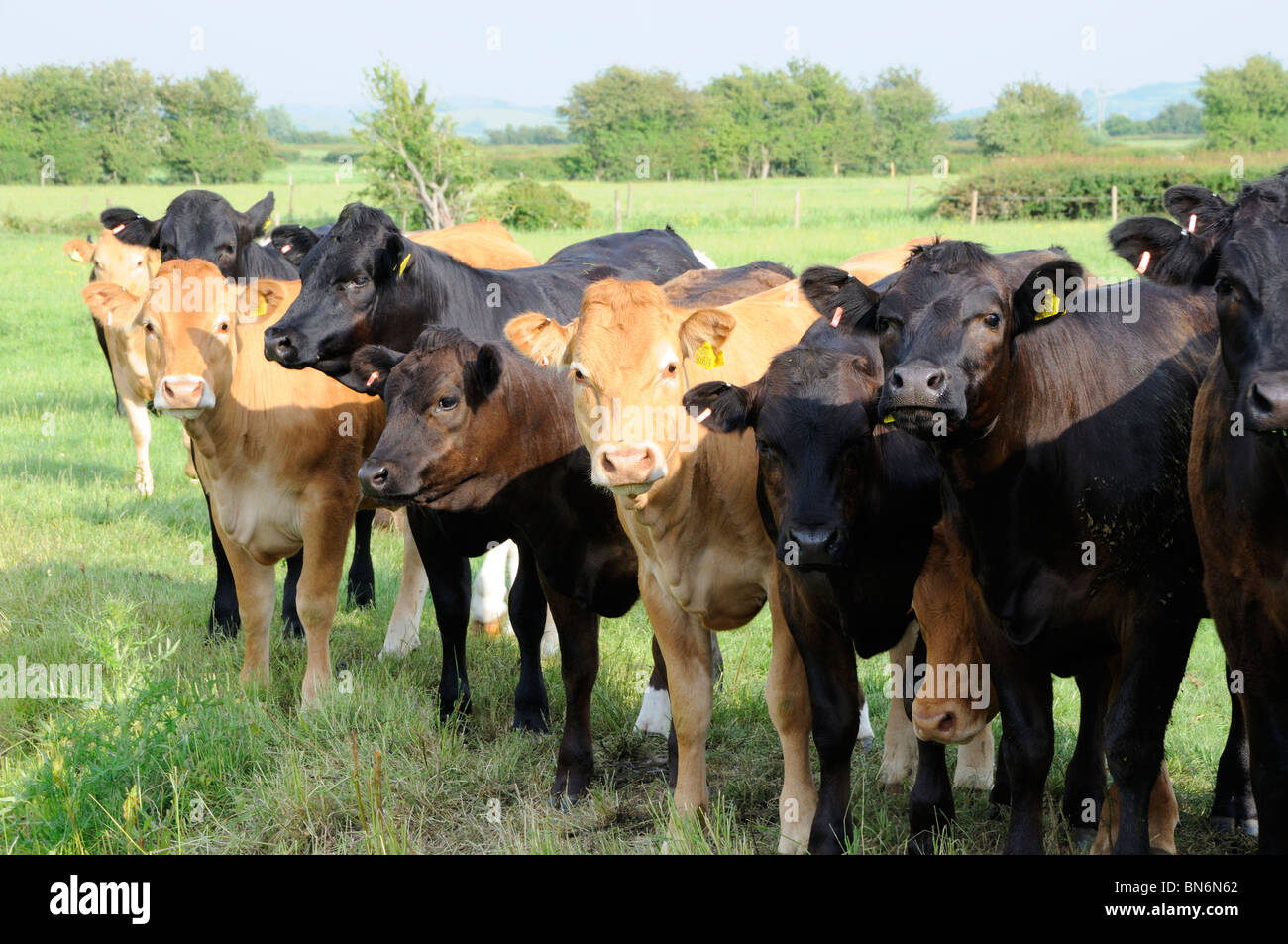 Lined up cows hi-res stock photography and images - Alamy